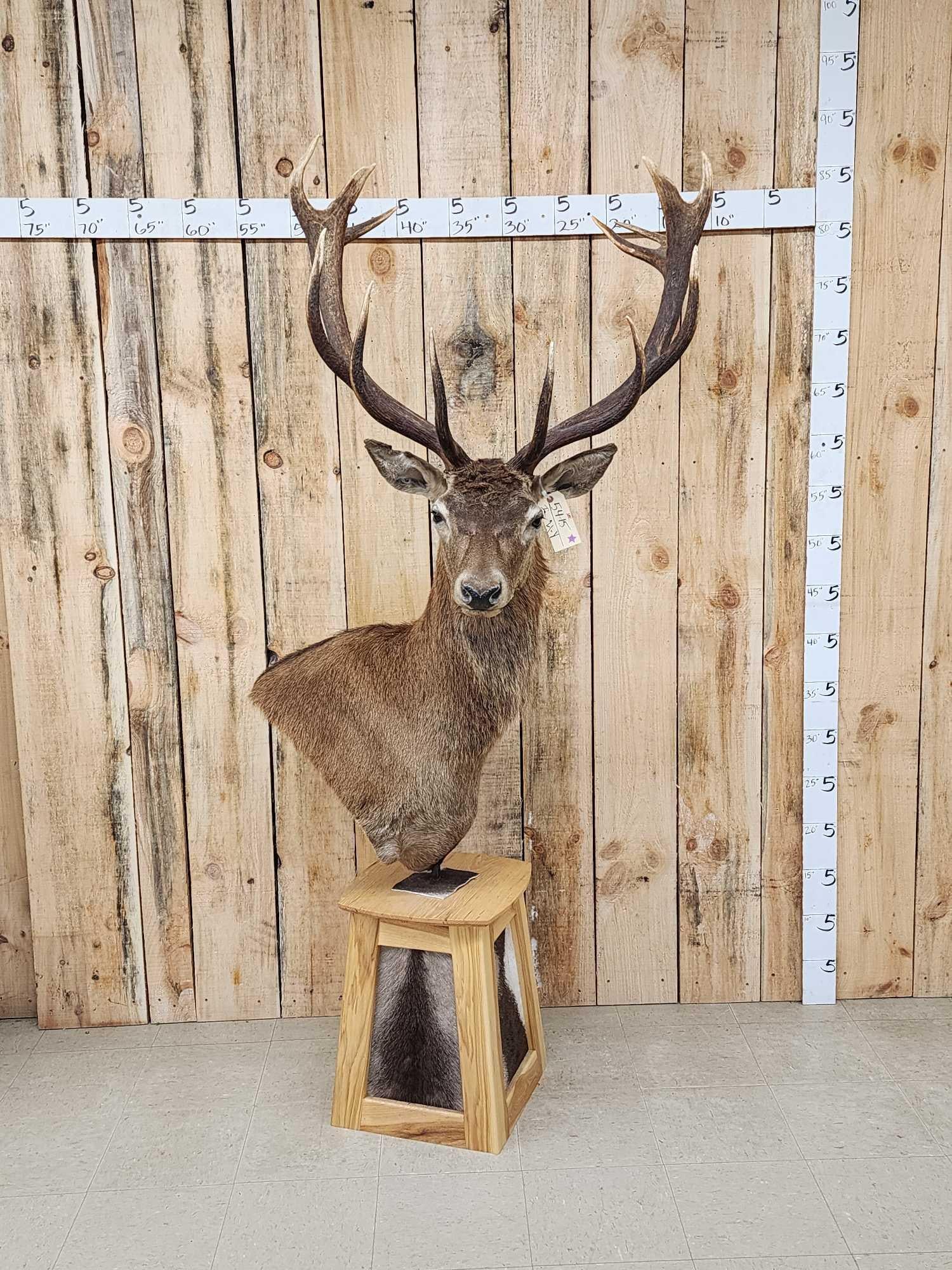 Red Stag Pedestal Taxidermy Mount Auction