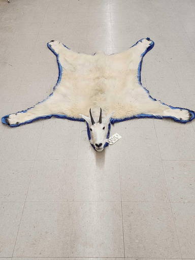 Mountain Goat Rug Taxidermy