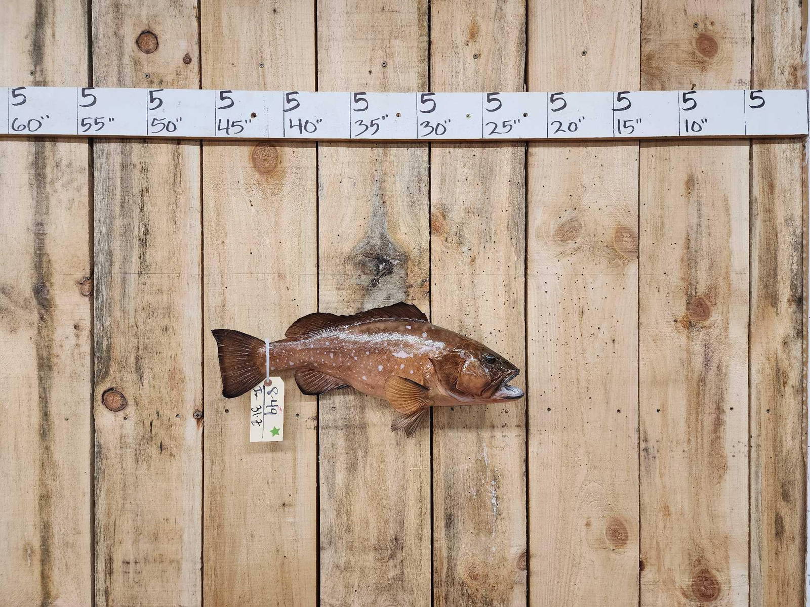 24" Grouper Real Skin Fish Taxidermy Auction