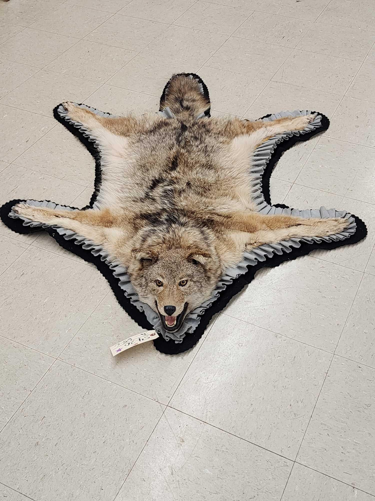 Coyote Rug Taxidermy Auction
