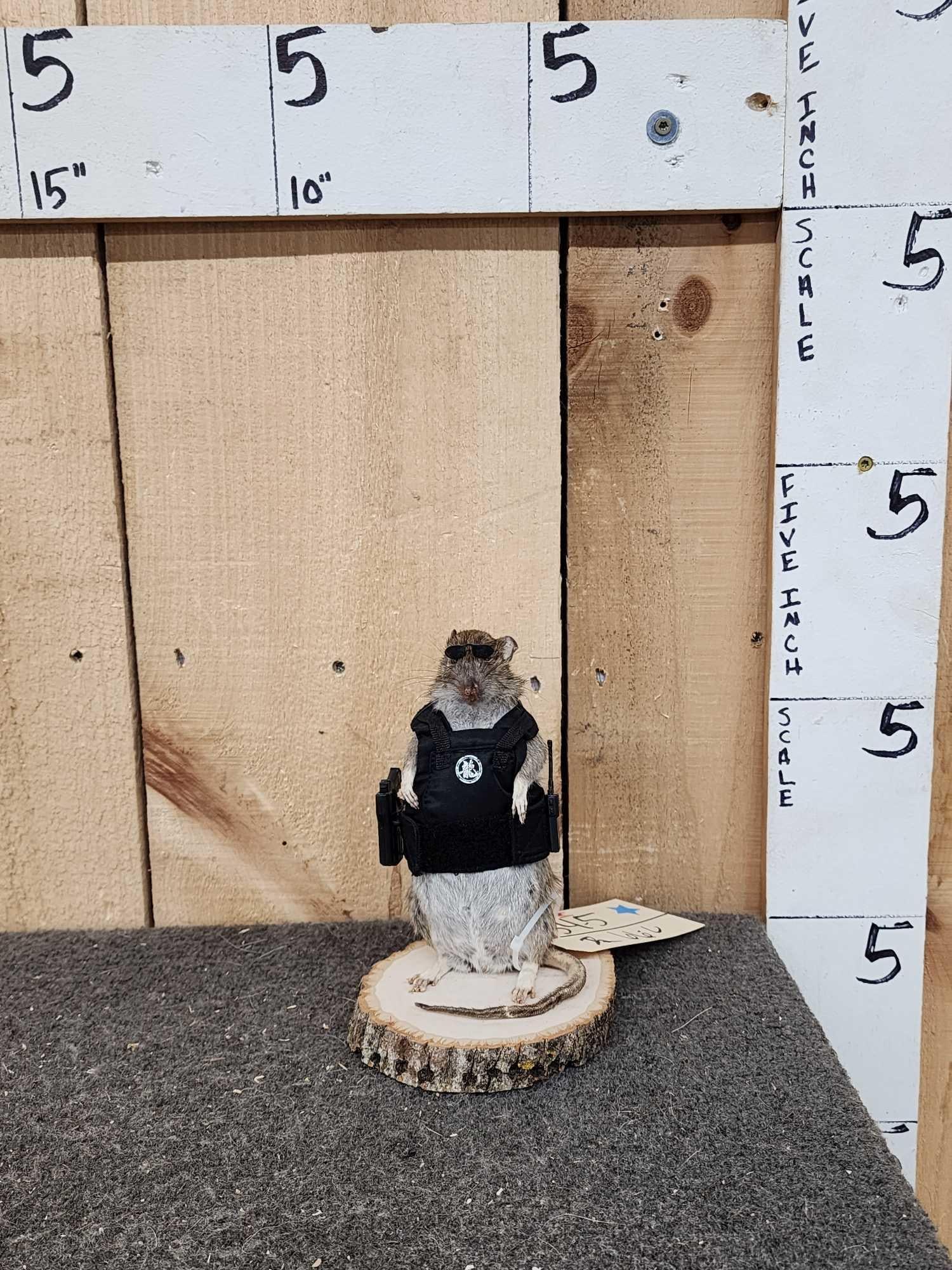 Tactical Rat Full Body Taxidermy Mount Auction