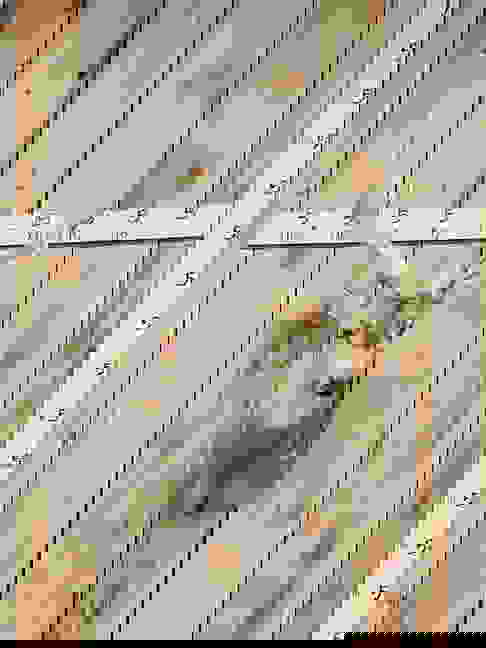 Axis Deer Shoulder Mount Taxidermy Auction