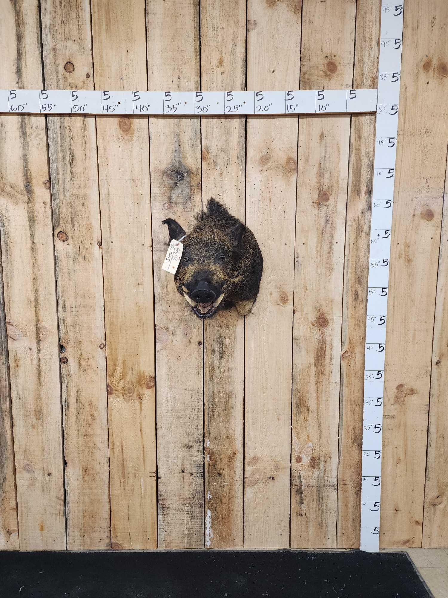 Wild Boar Hog Shoulder Mount Taxidermy Auction