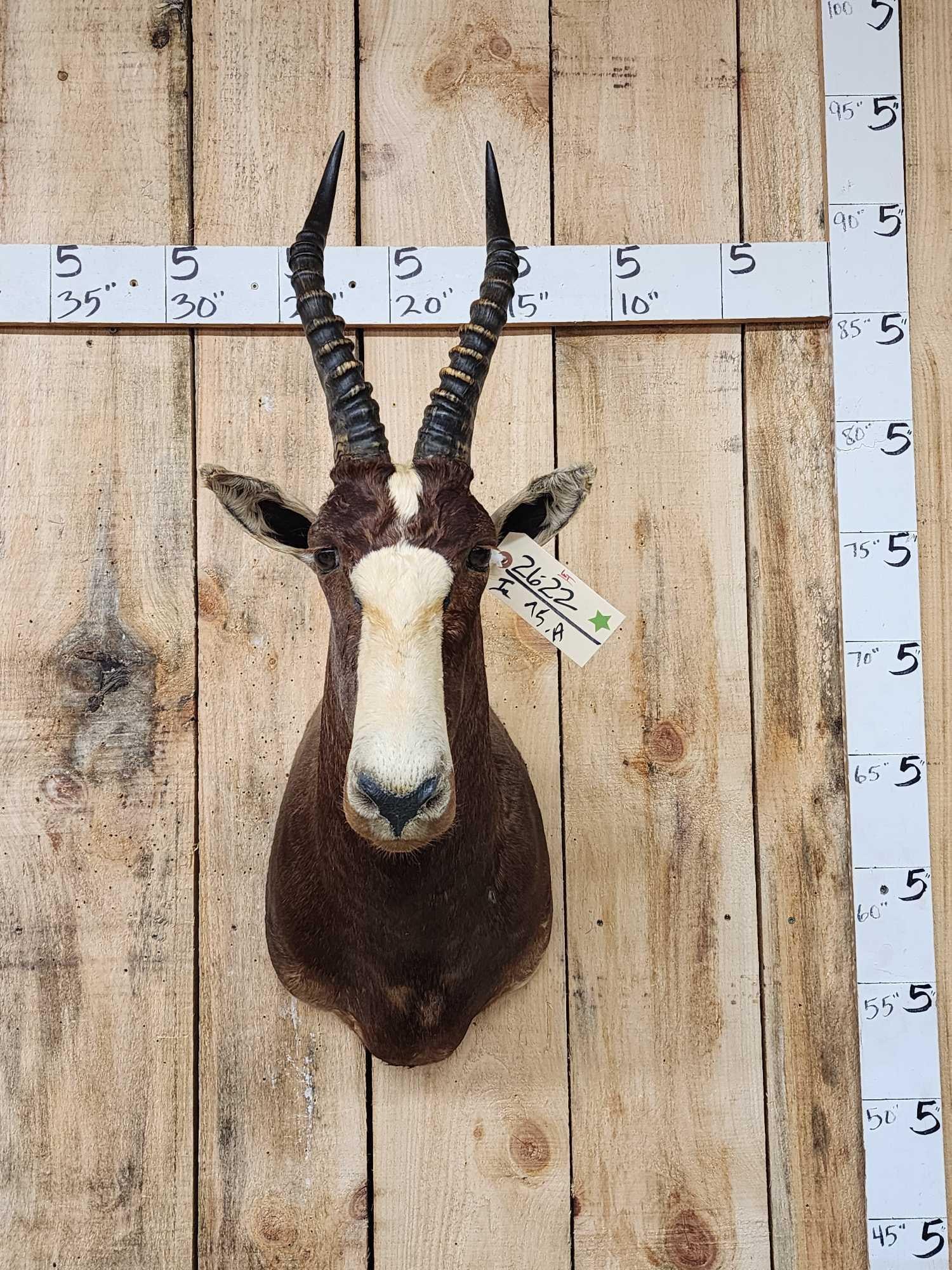 African Blesbok Shoulder Mount Taxidermy Auction