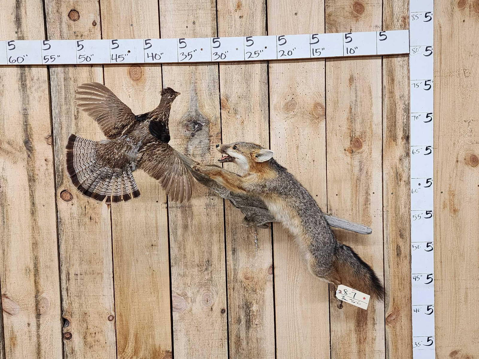 Grey Fox Leaping For A Grouse Full Body Taxidermy Mount Auction