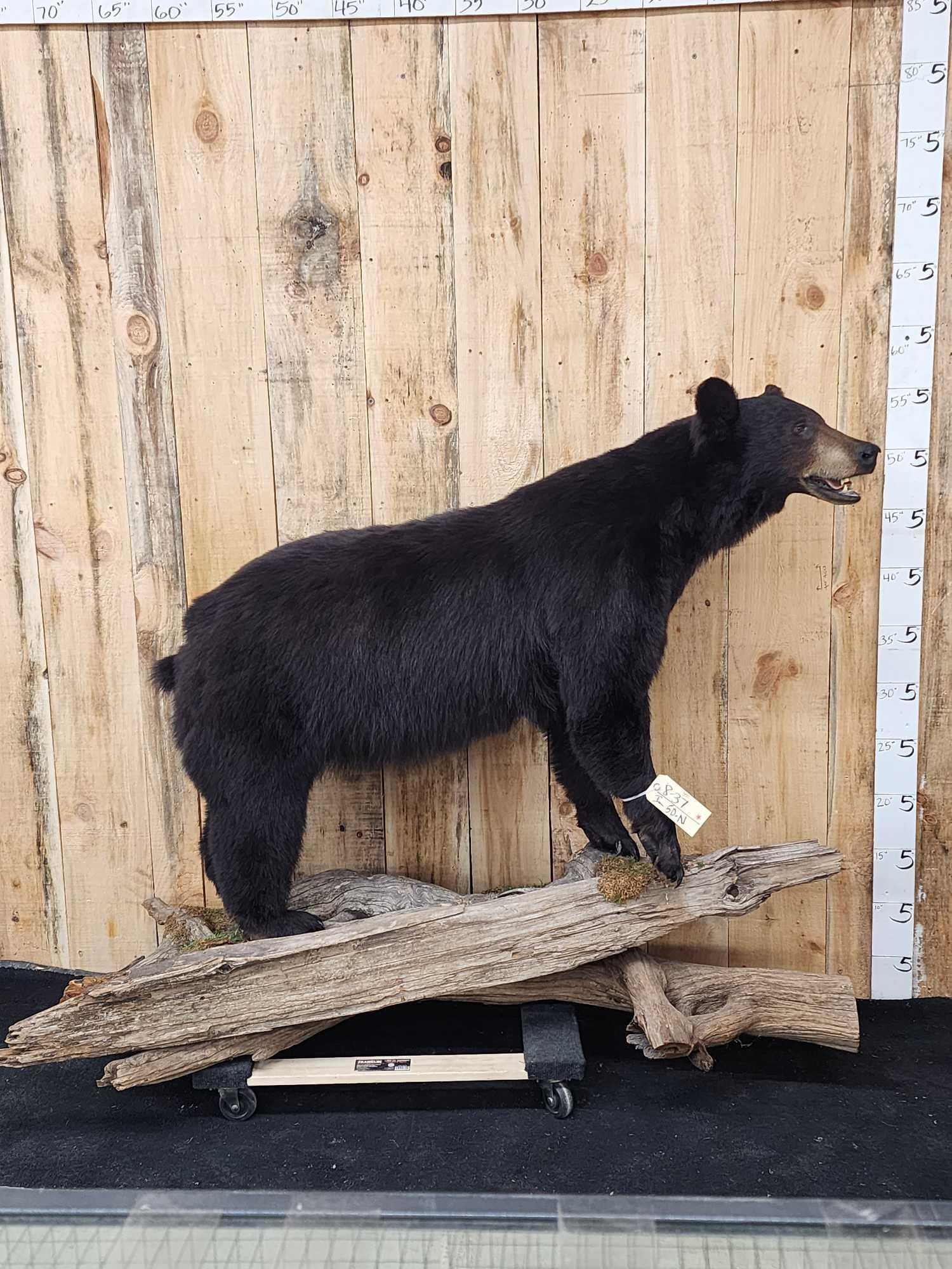 Black Bear Full Body Taxidermy Mount Auction