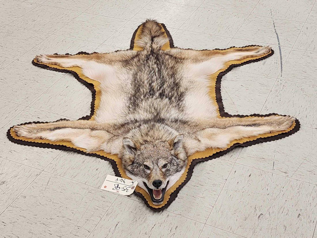 Coyote Rug Taxidermy Auction