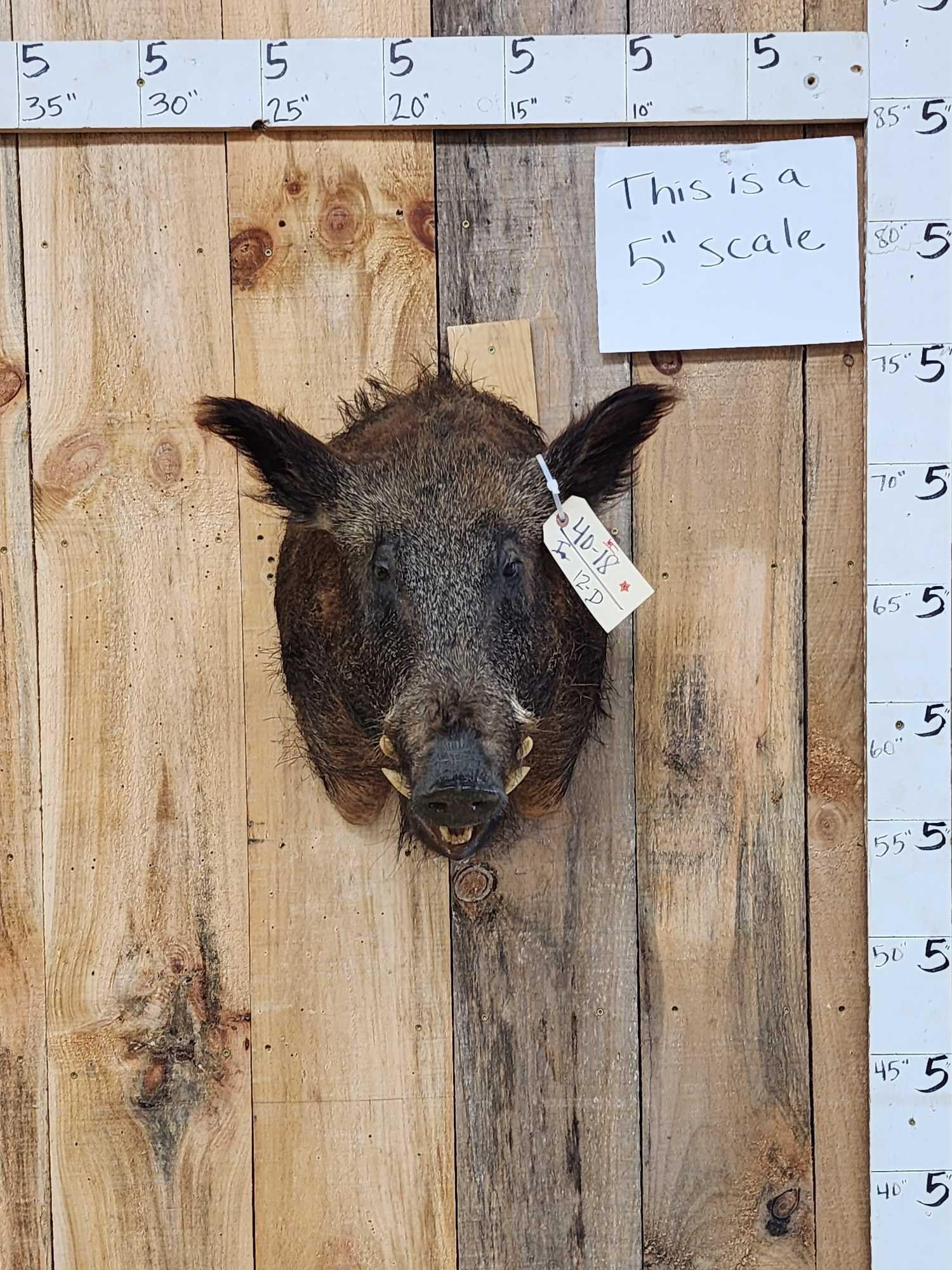 Wild Boar Hog Shoulder Mount Taxidermy Auction