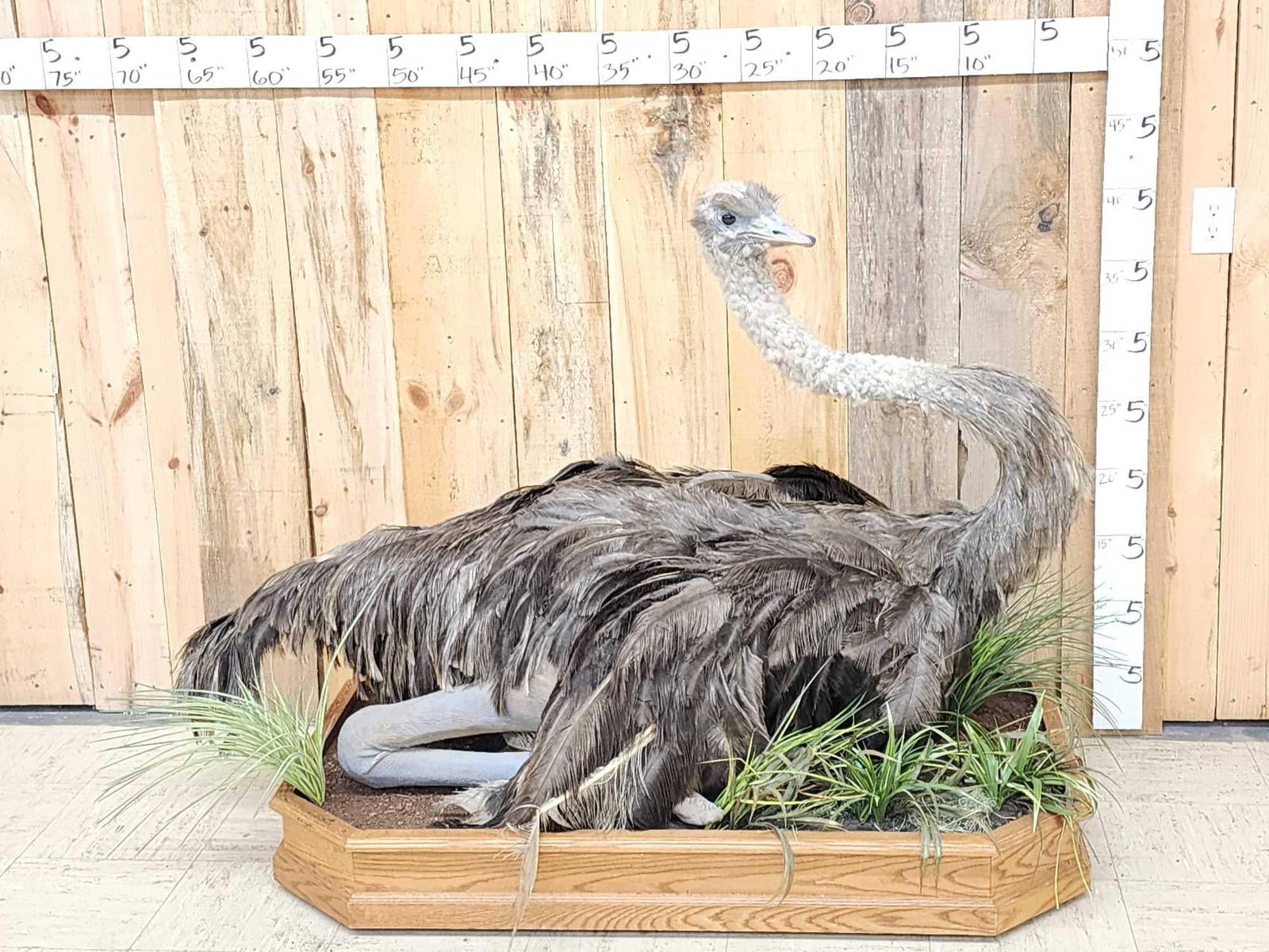Hen Ostrich On A Nest Full Body Bird Taxidermy Auction