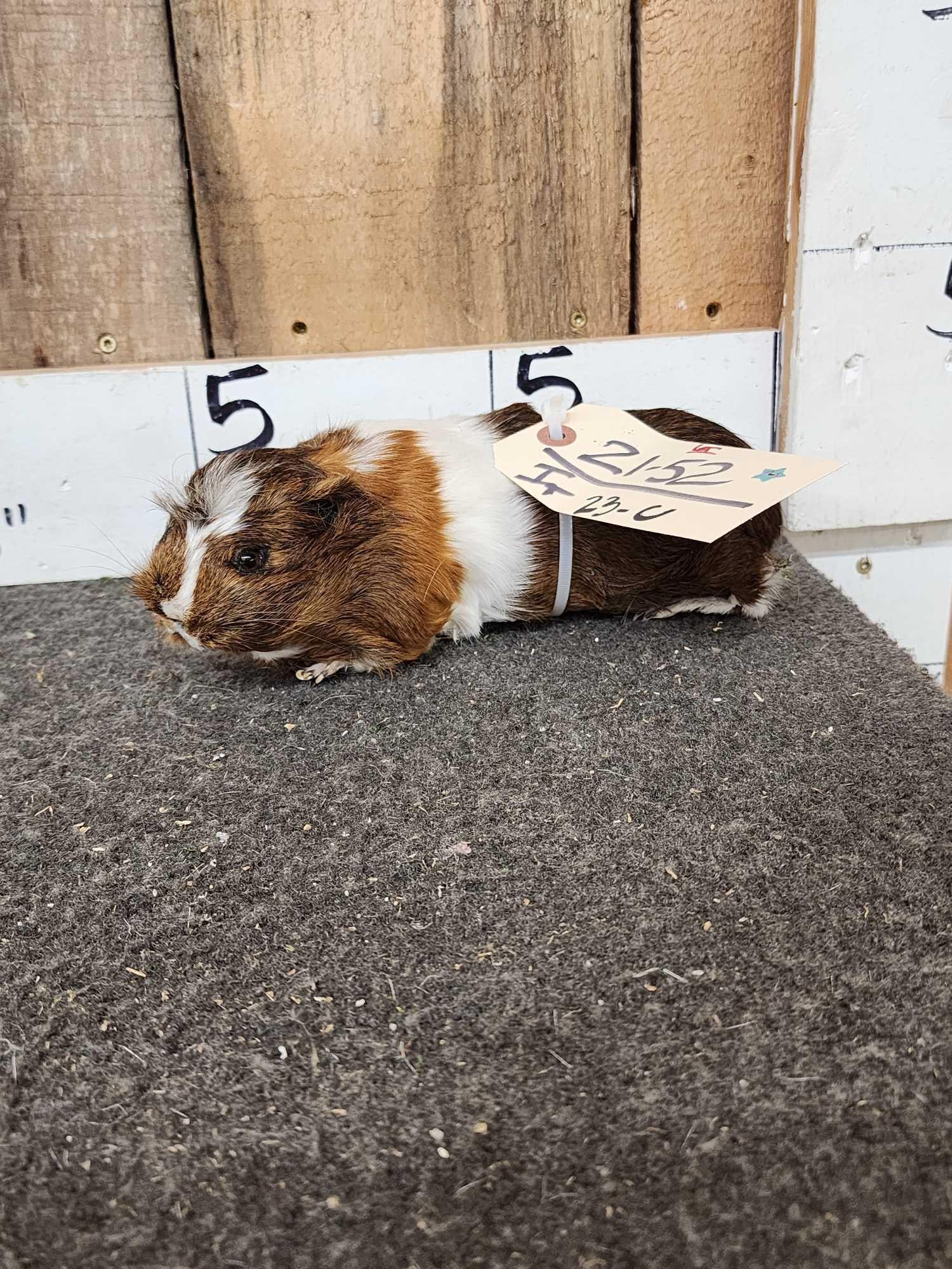 Guinea Pig Full Body Taxidermy Mount Auction