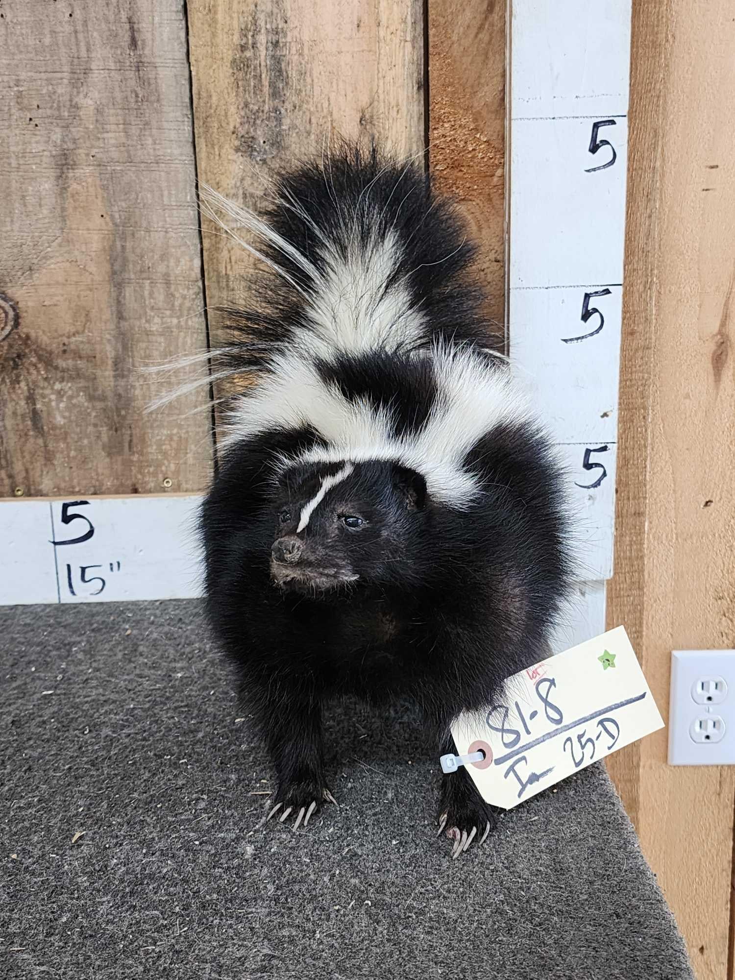 Skunk Full Body Taxidermy Mount Auction