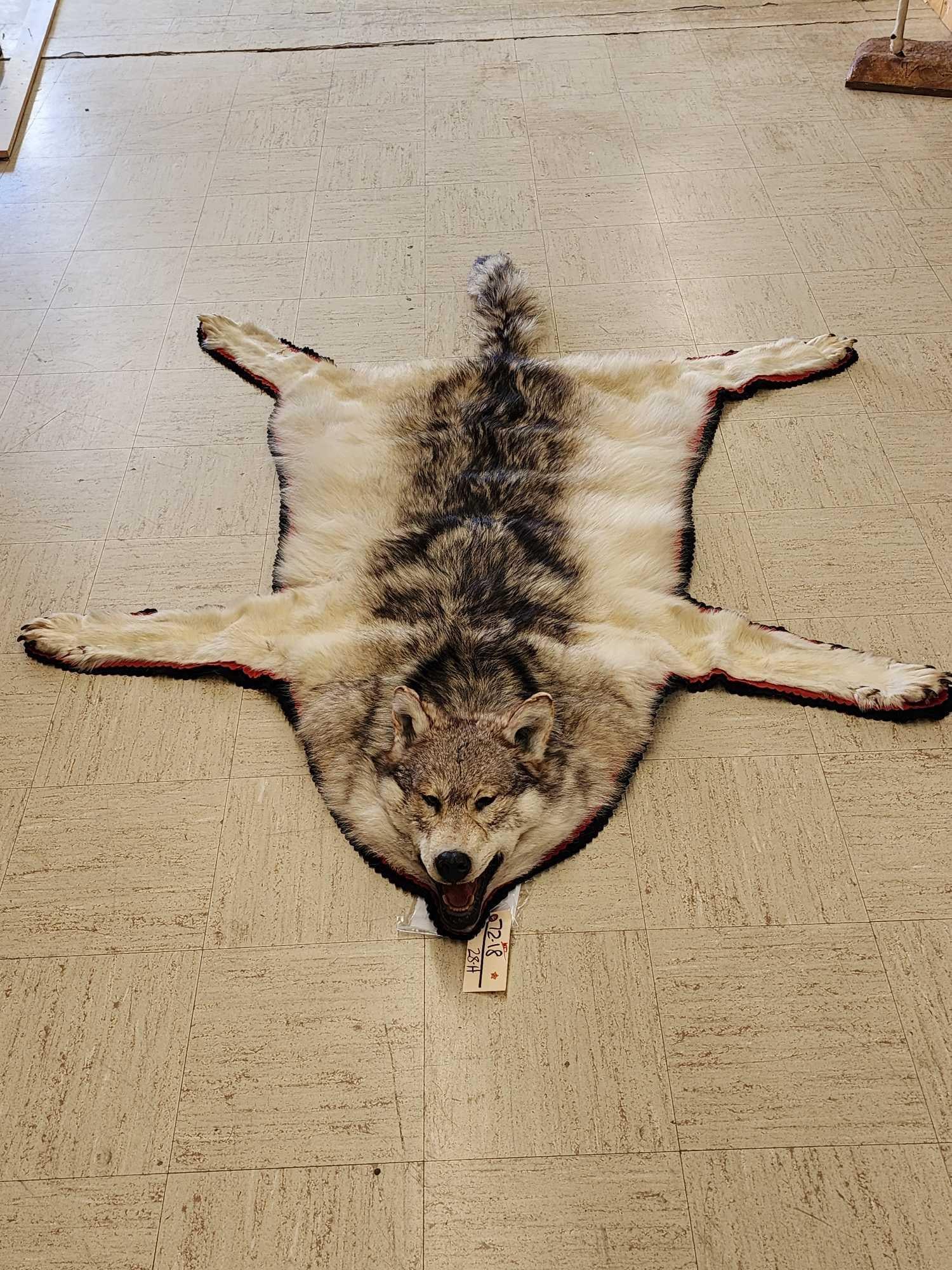 Alaskan Wolf Rug Taxidermy Auction