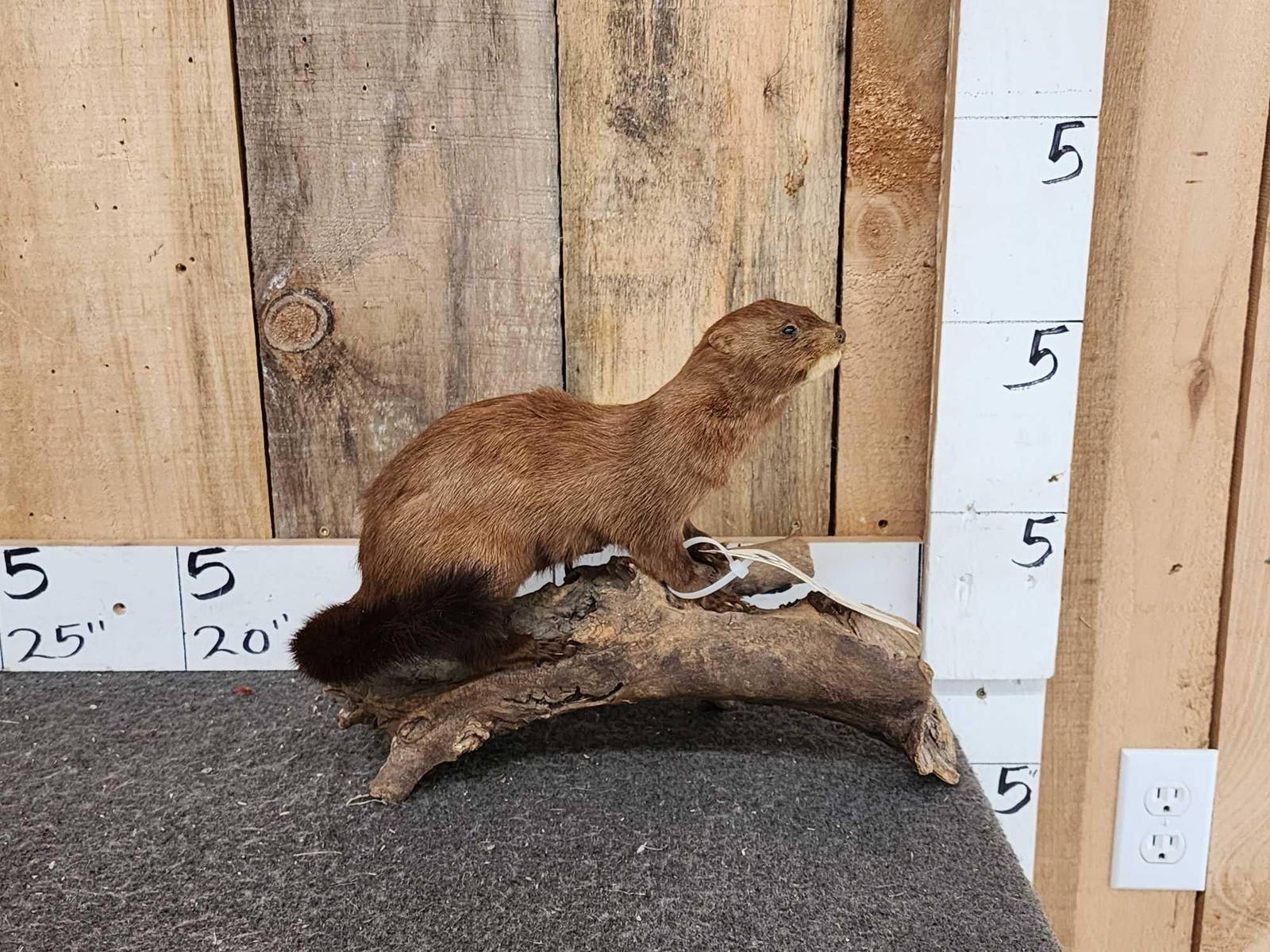 Mink Full Body Taxidermy Mount Auction