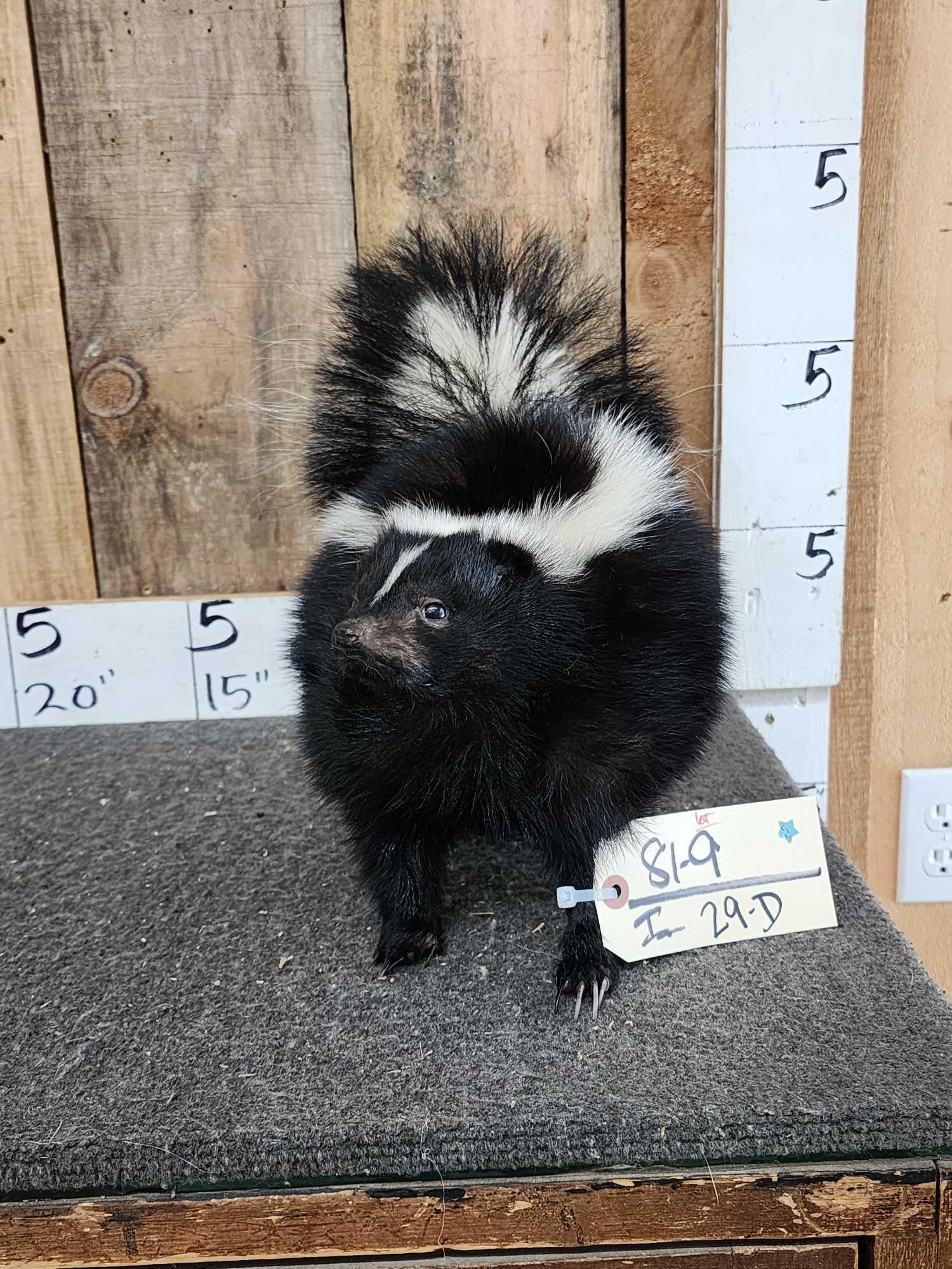 Skunk Full Body Taxidermy Mount Auction