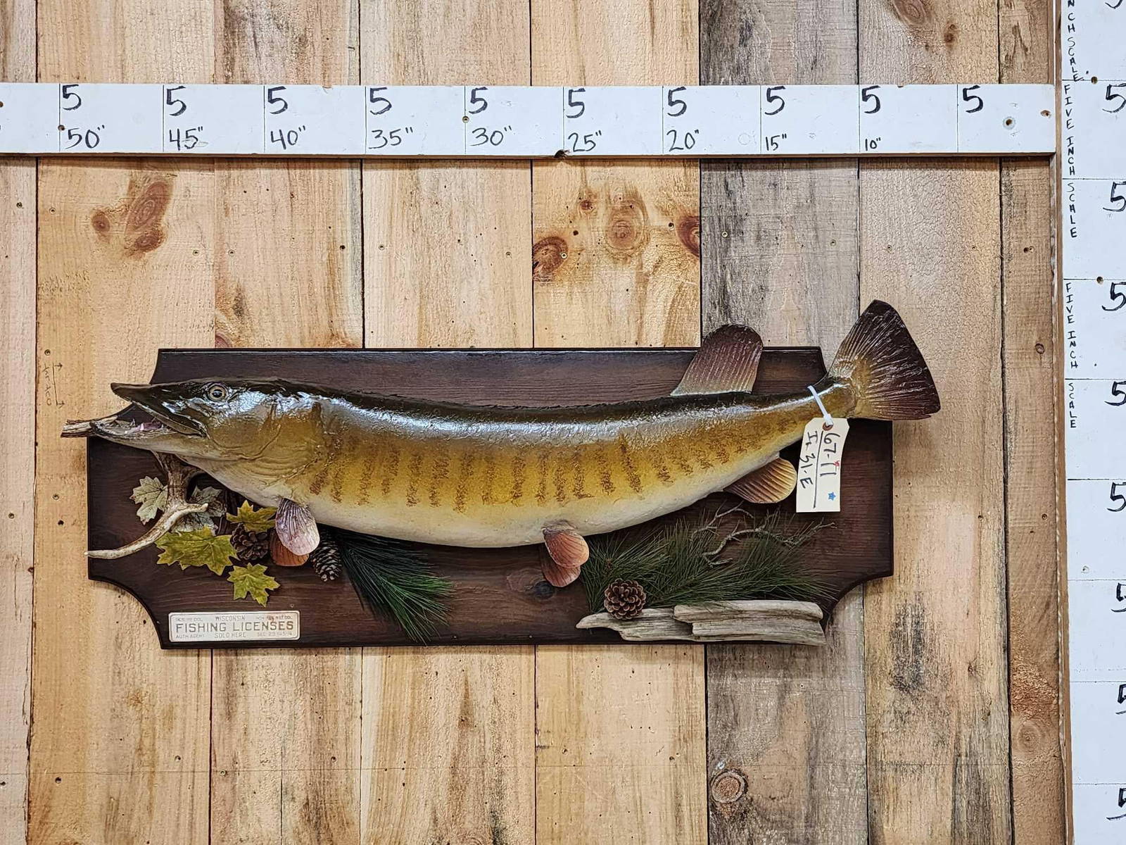 39" Muskie Real Skin Fish Taxidermy Auction