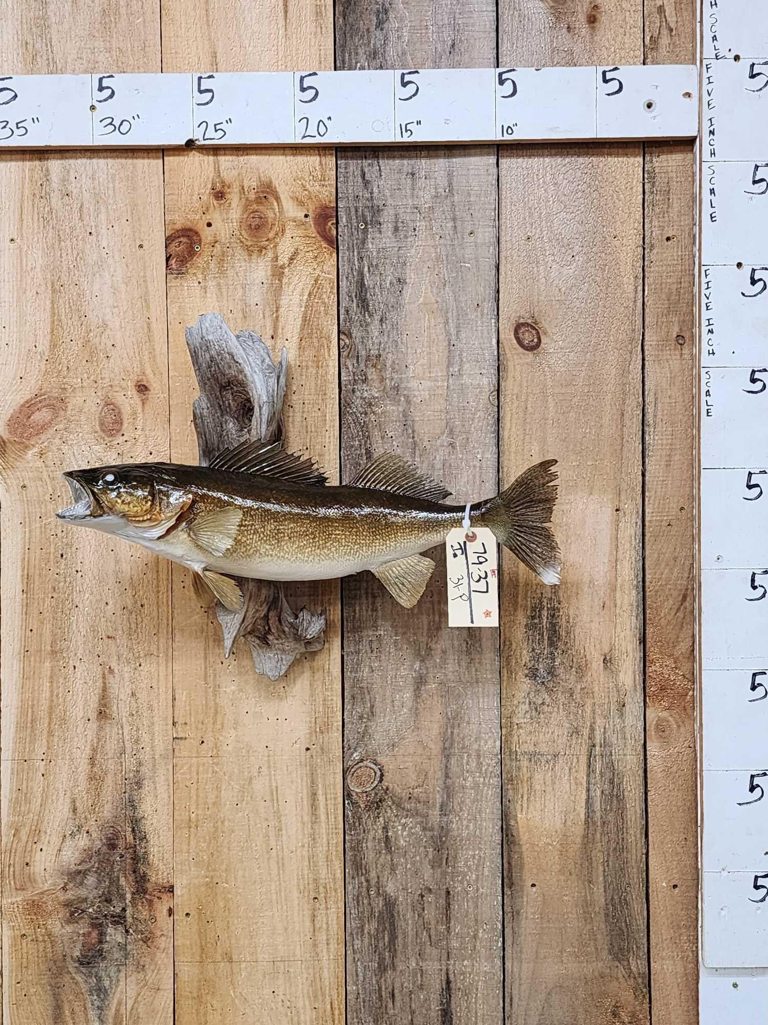 25" Walleye Real Skin Fish Taxidermy Auction