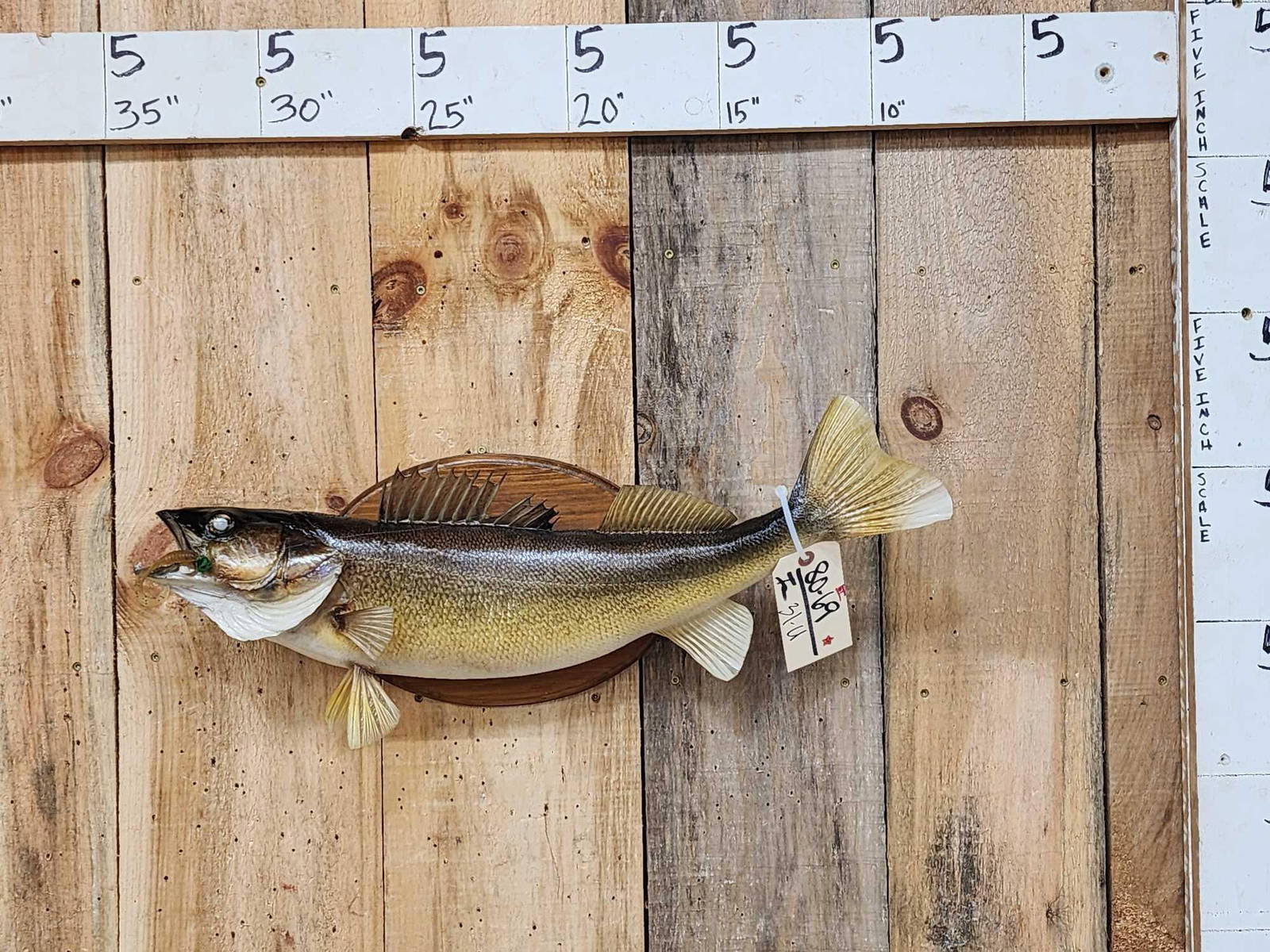 25" Walleye Real Skin Fish Taxidermy Auction