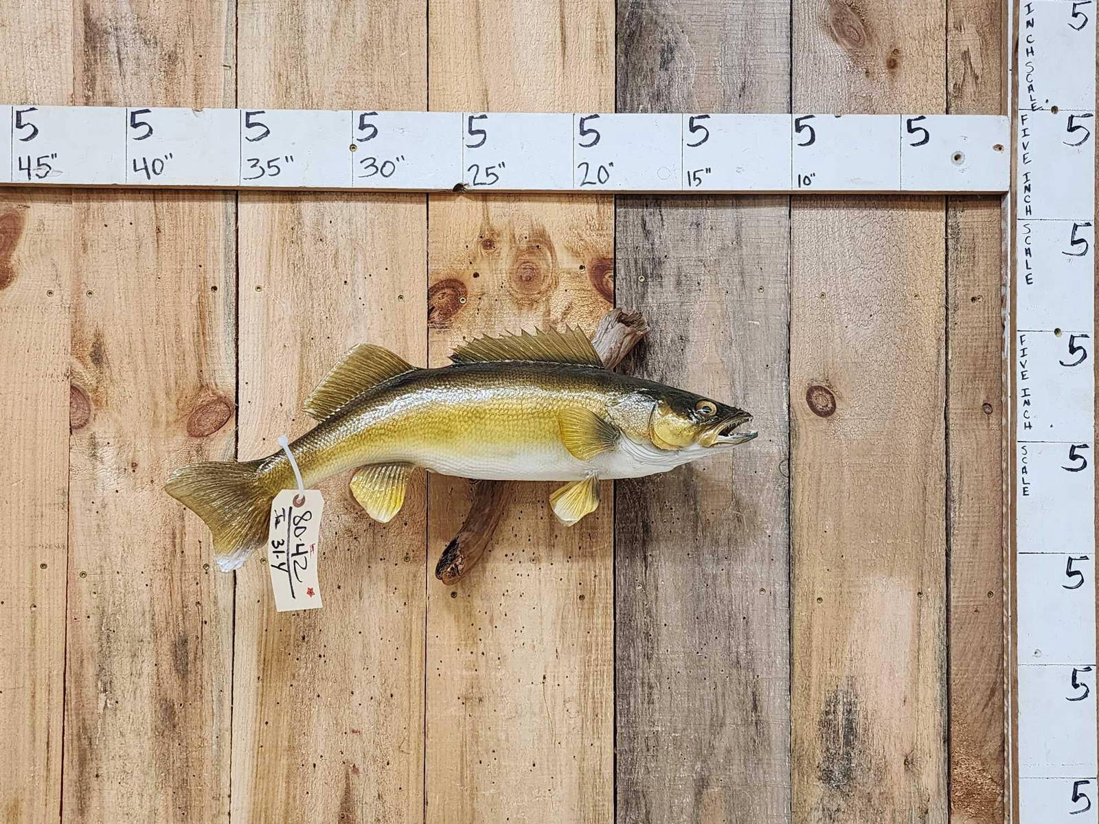 25" Walleye Real Skin Fish Taxidermy Auction