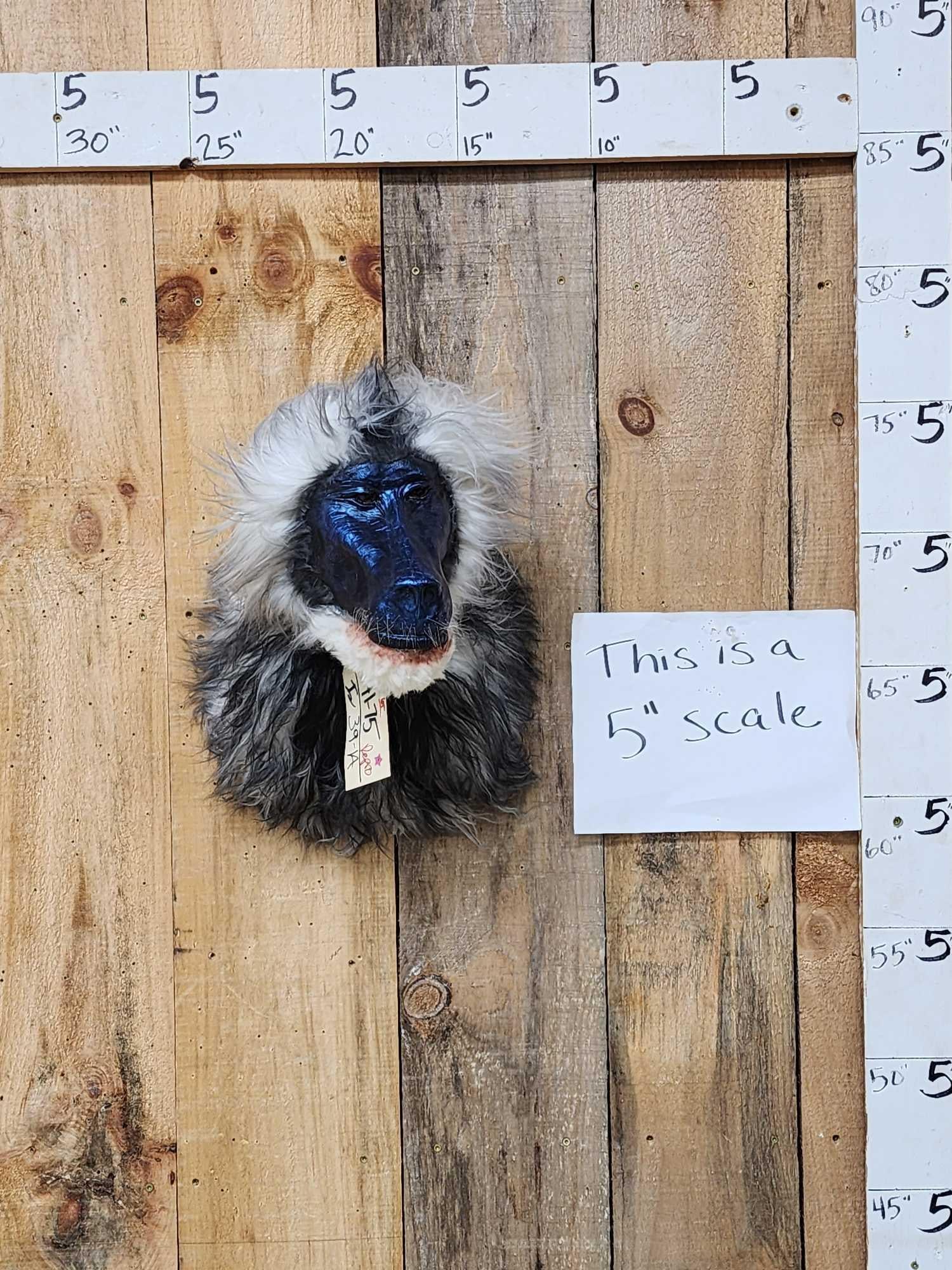 Reproduction Drill Baboon Shoulder Mount Taxidermy Auction