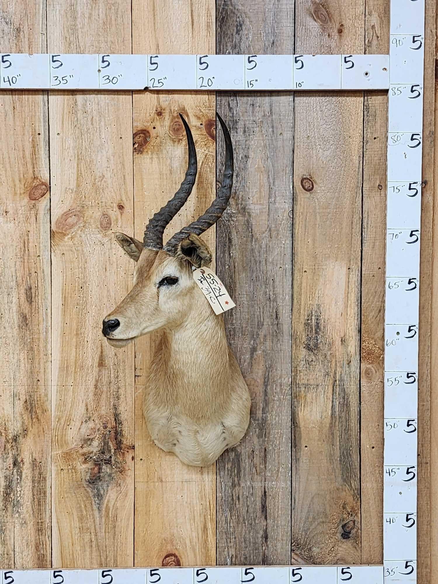 African Puku Shoulder Mount Taxidermy Auction