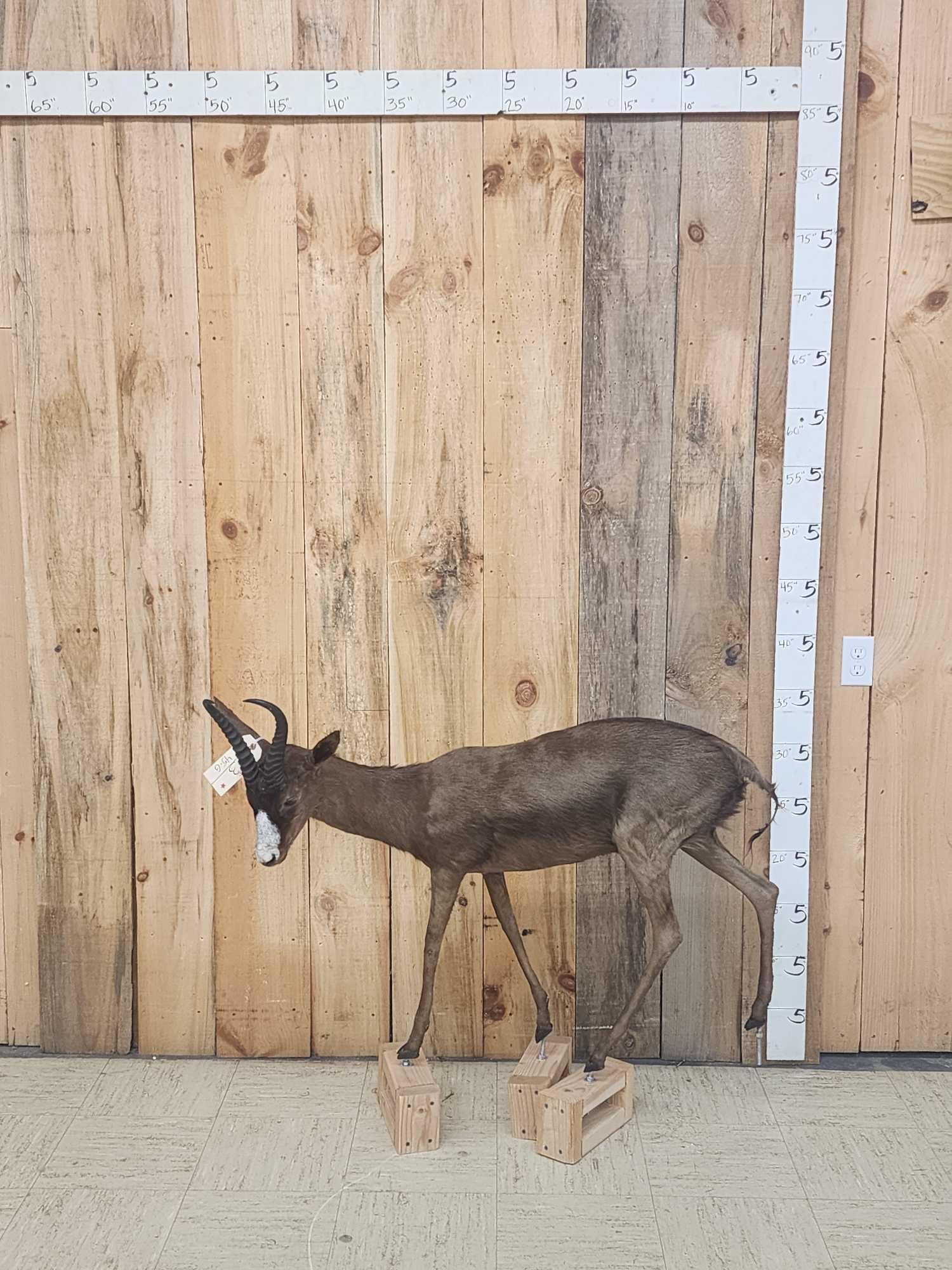 African Chocolate Springbok Full Body Taxidermy Mount Auction