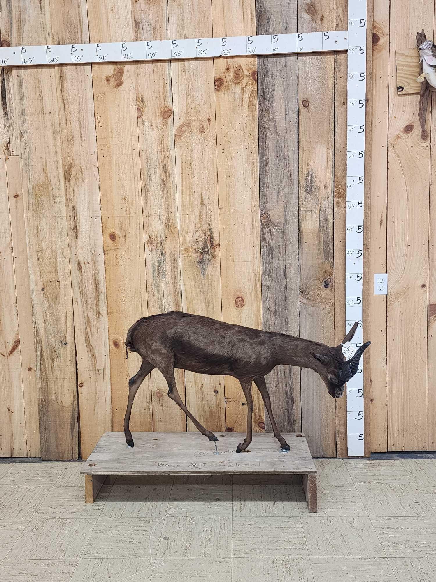 African Chocolate Springbok Full Body Taxidermy Mount Auction