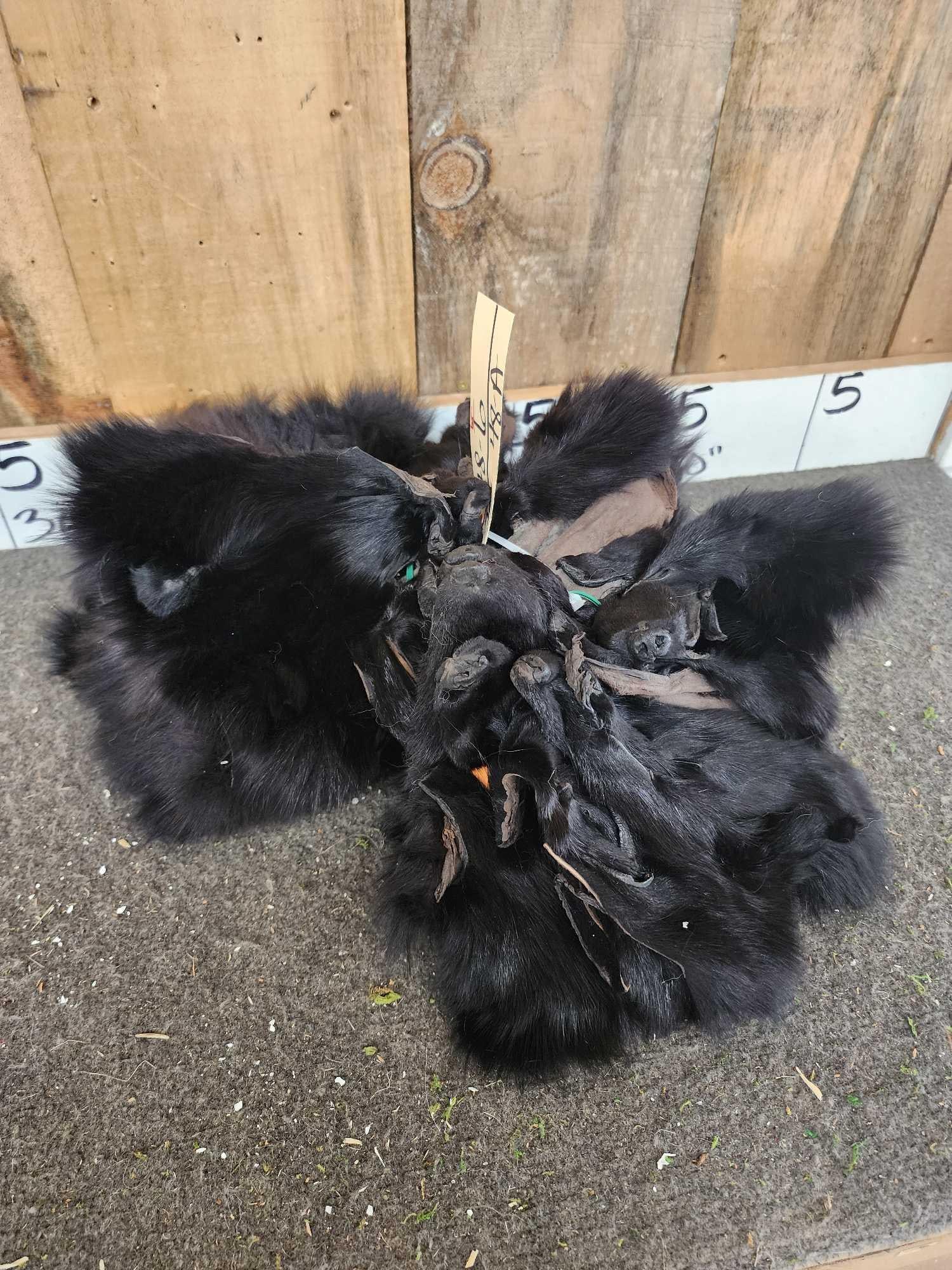 20 Dyed Coyote Faces Taxidermy Auction