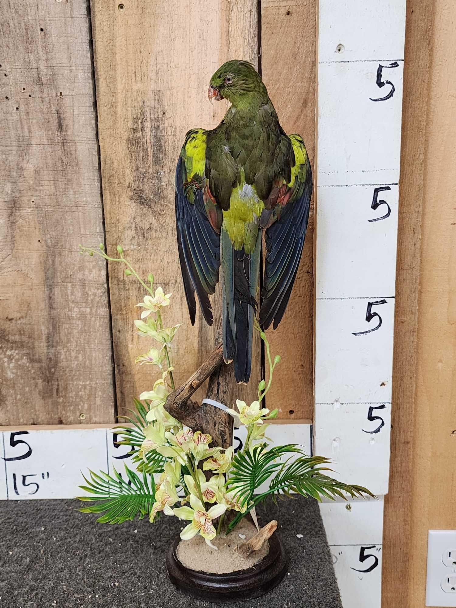 Australian Regent Parrot Full Body Bird Taxidermy Auction