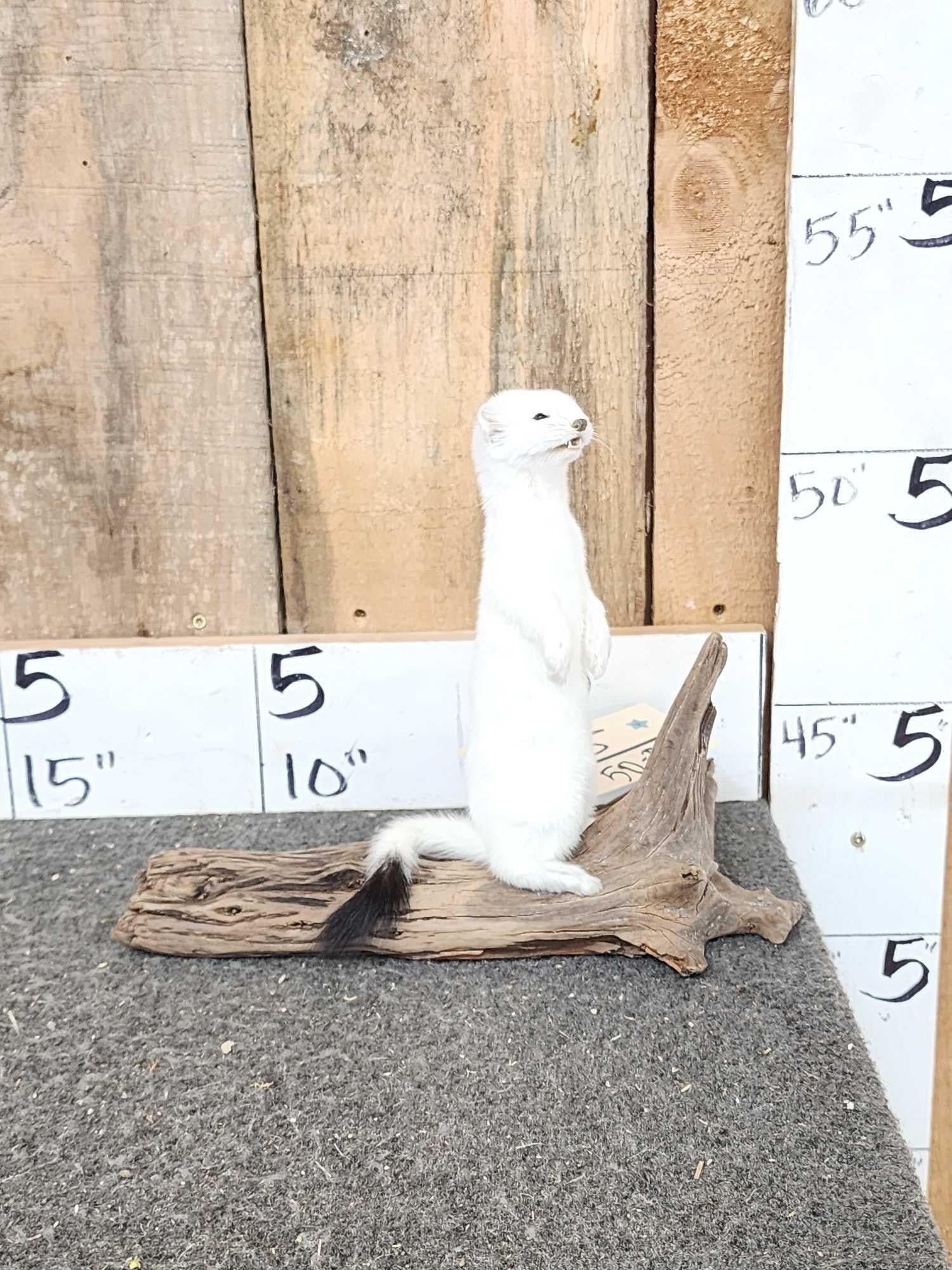 White Weasel Or Ermine Full Body Taxidermy Mount Auction