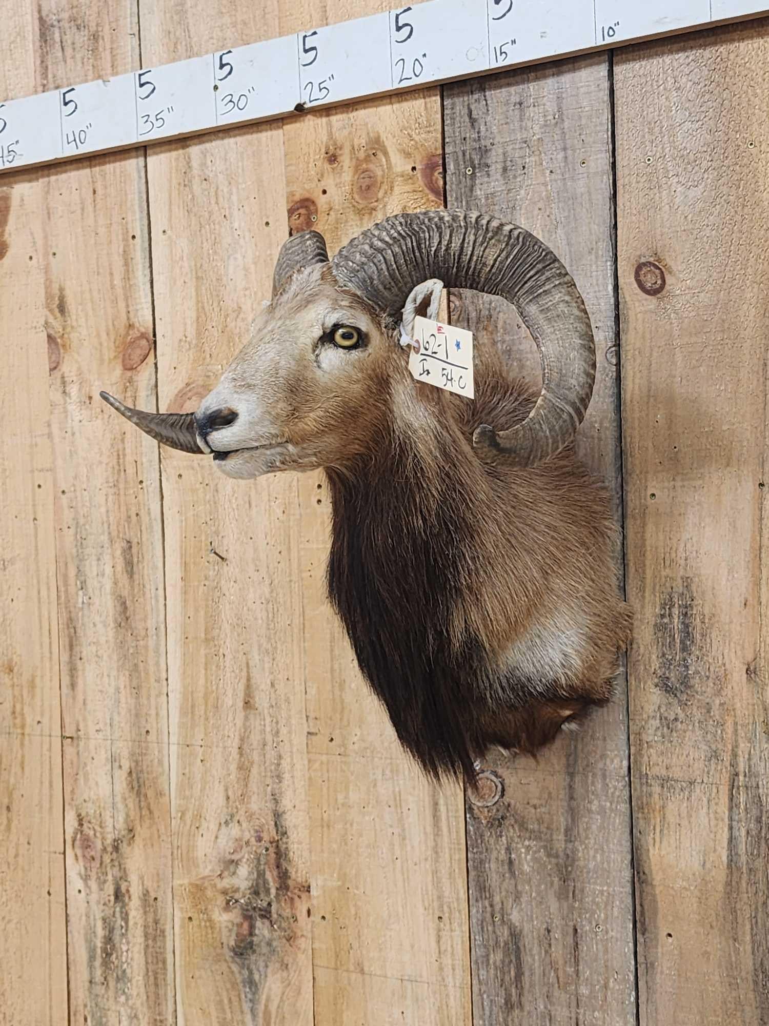 Mouflan Ram Sheep Shoulder Mount Taxidermy Auction