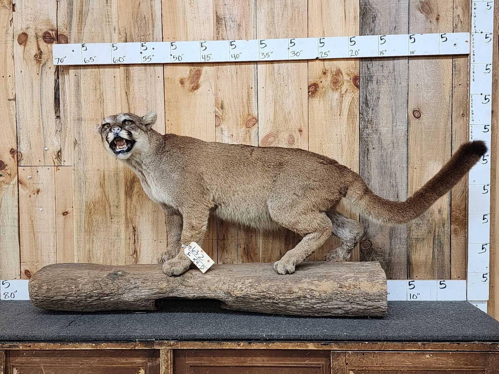 Mountain Lion Full Body Taxidermy Mount Auction