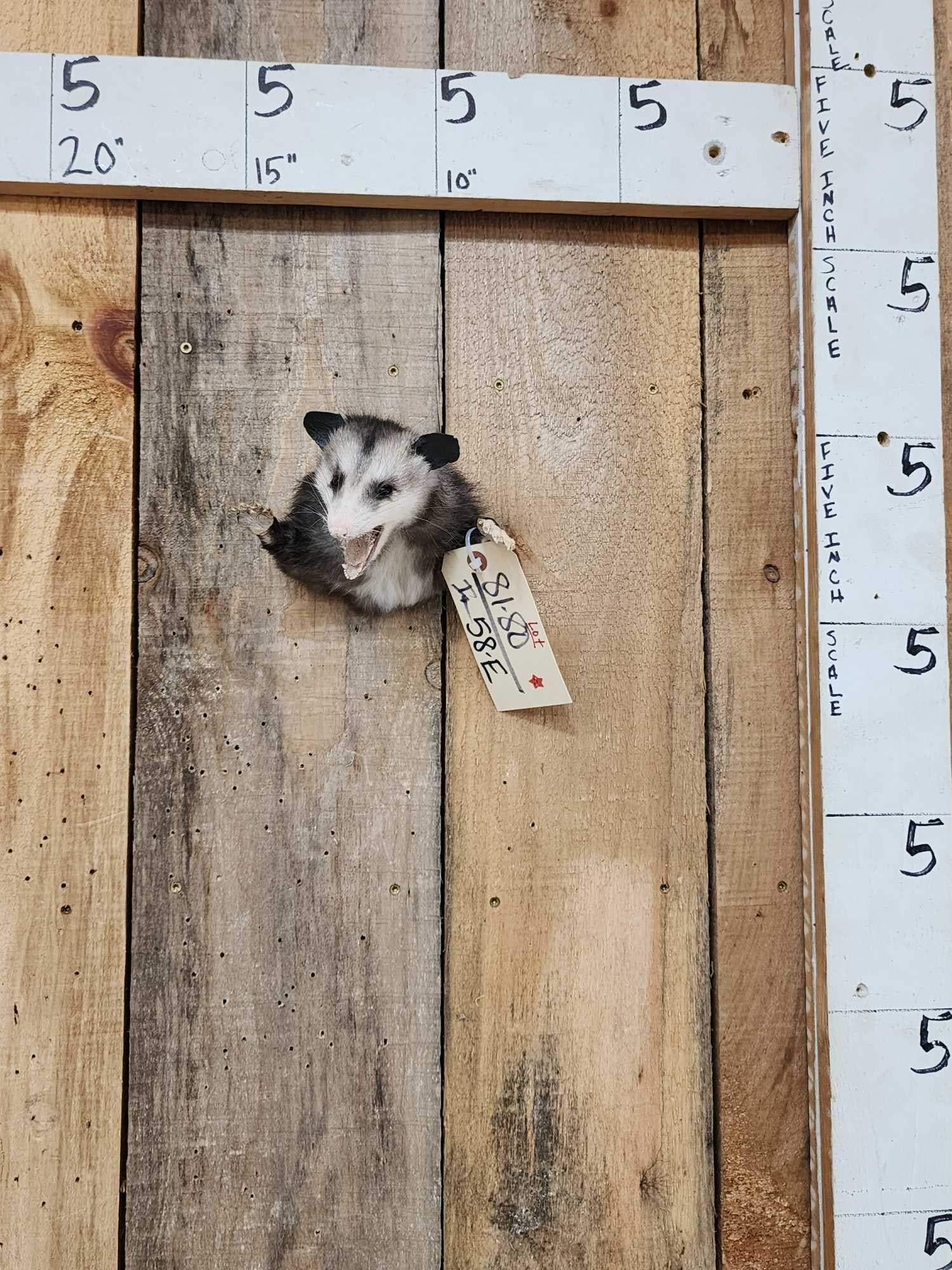 Attack Opossum Half Body Taxidermy Mount Auction