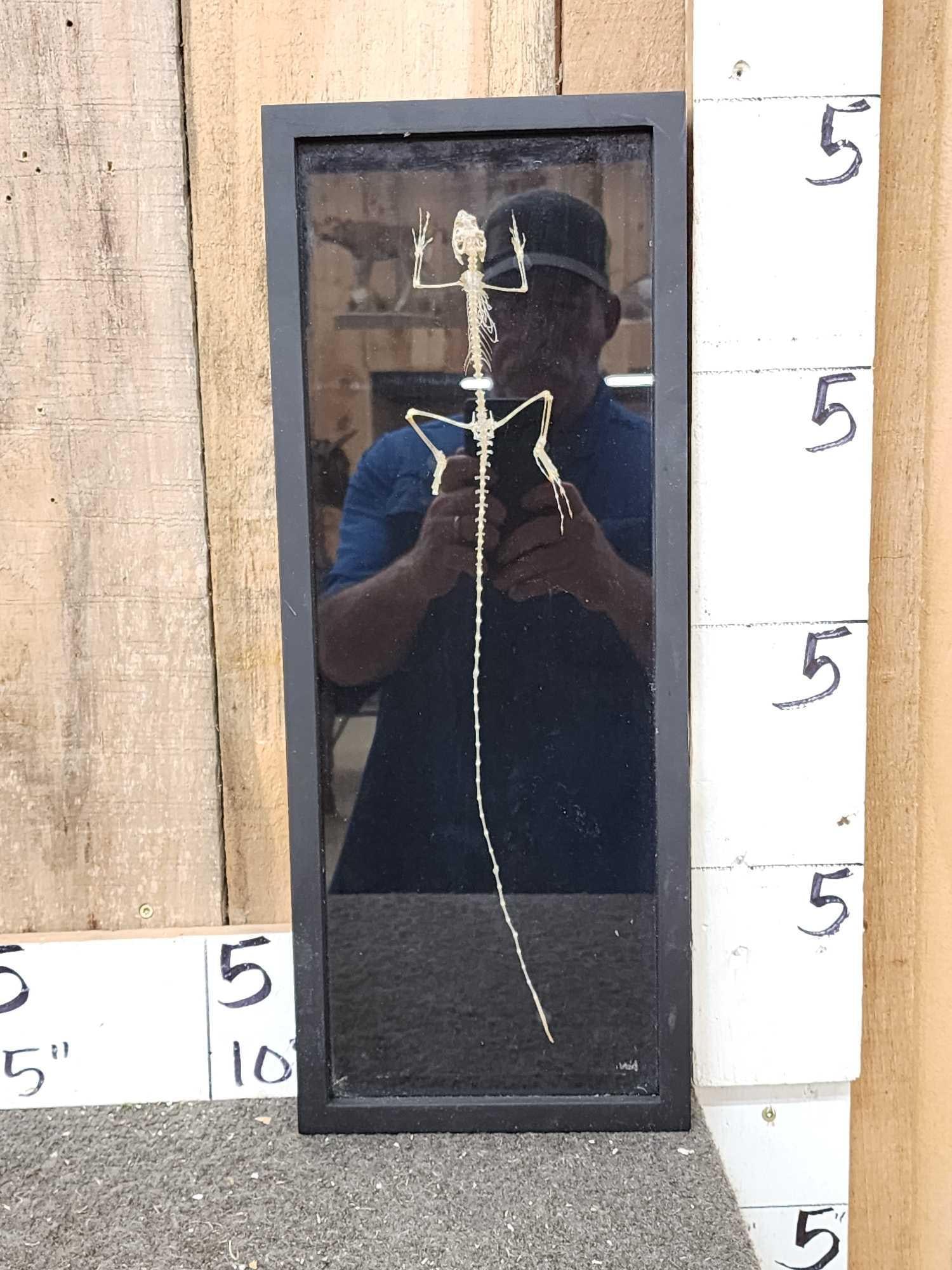 Maned Forrest Lizard Articulated Skelton Taxidermy Auction