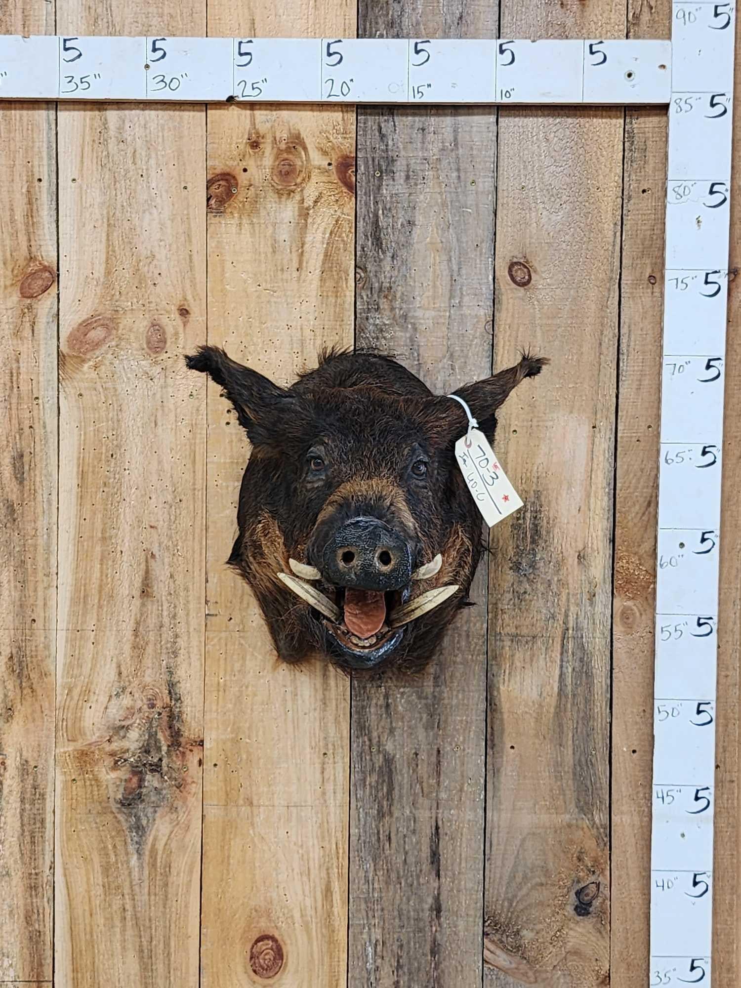 Wild Boar Hog Shoulder Mount Taxidermy Auction