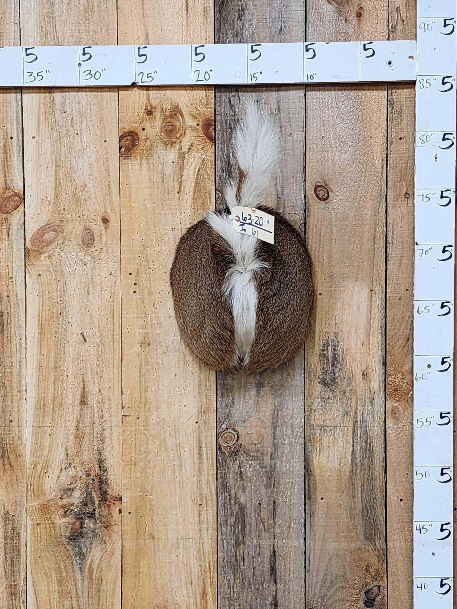 Whitetail Deer Rump Taxidermy Auction