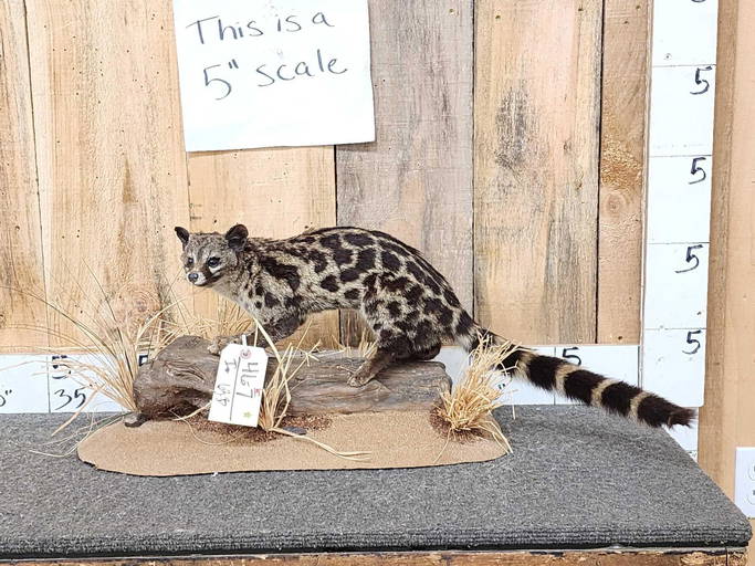 African Genet Cat Full Body Taxidermy Mount