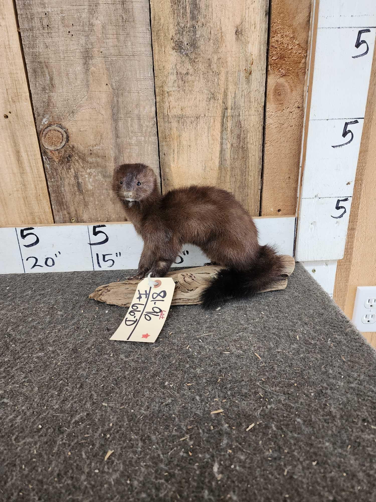 Mink Full Body Taxidermy Mount Auction