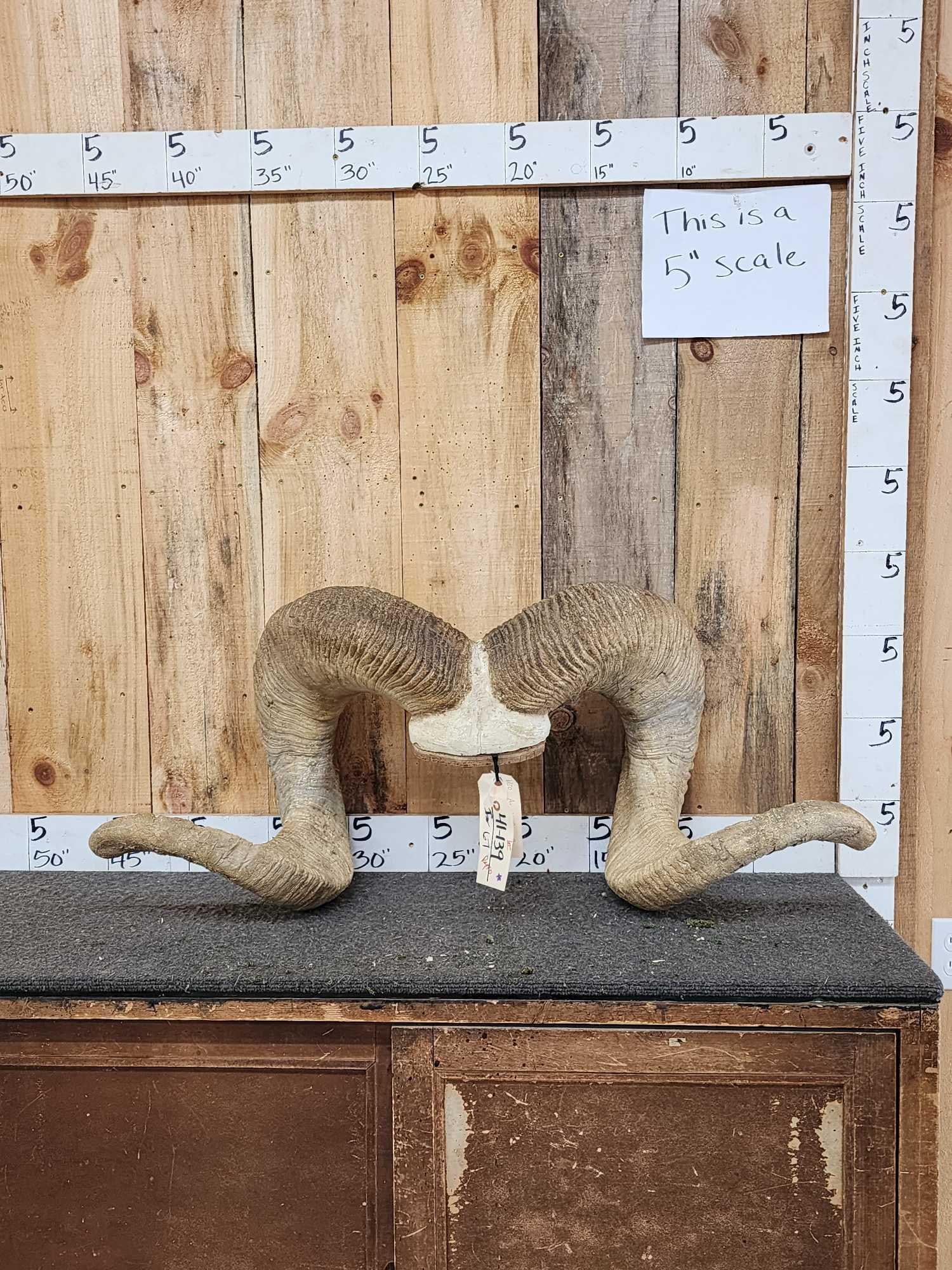 Huge Reproduction Argali Ram Sheep Horns Taxidermy Auction