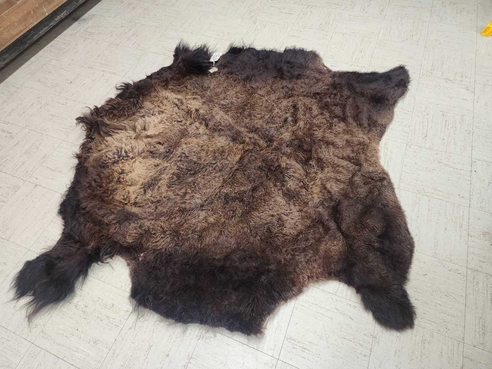 American Bison Buffalo Robe Taxidermy Auction