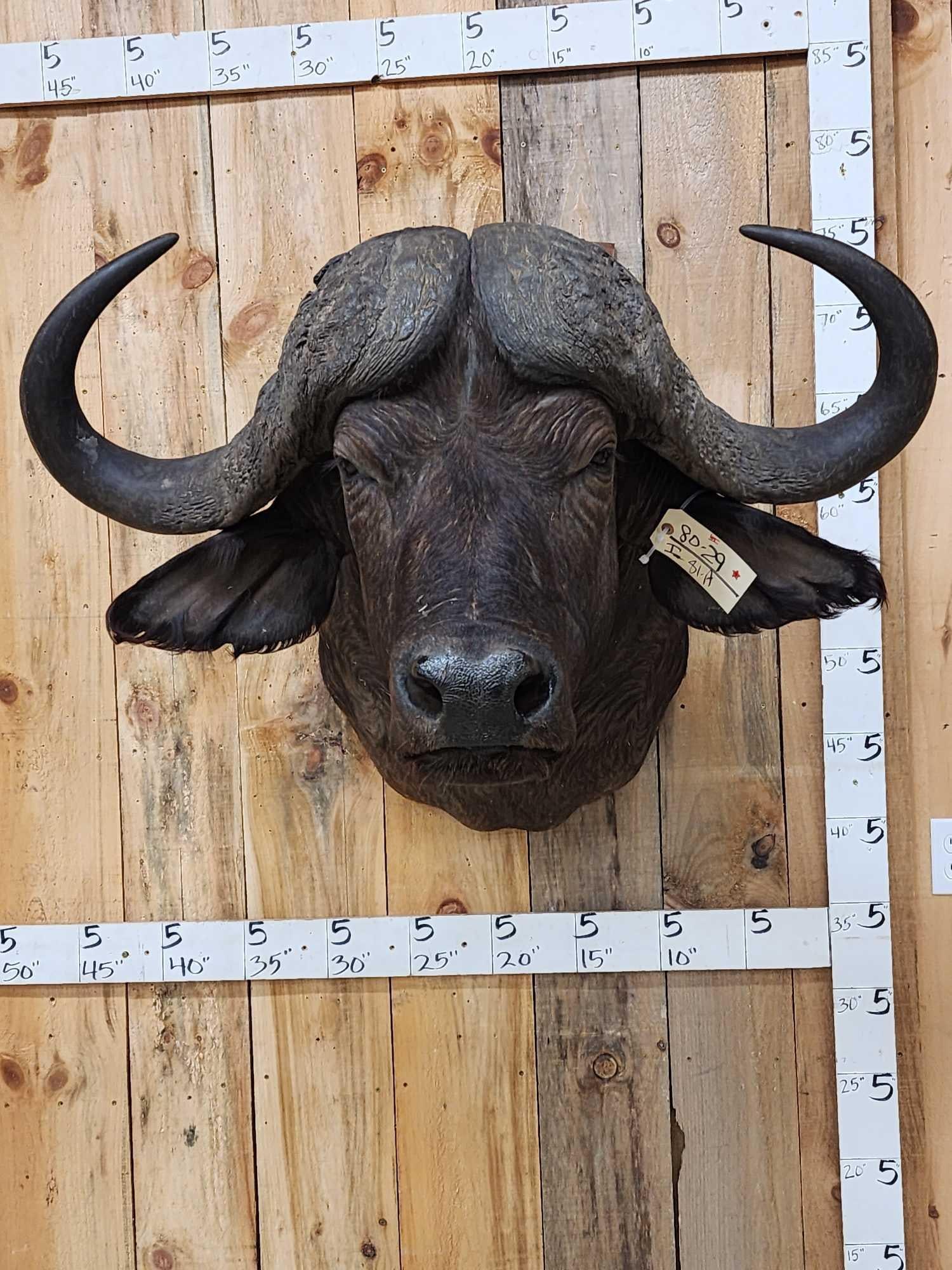 African Cape Buffalo Shoulder Mount Taxidermy Auction