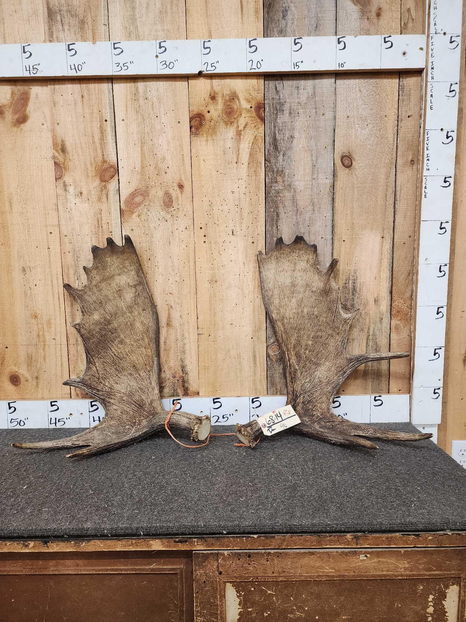 15.6 Lbs Set Of Moose Cut Off Antlers Auction