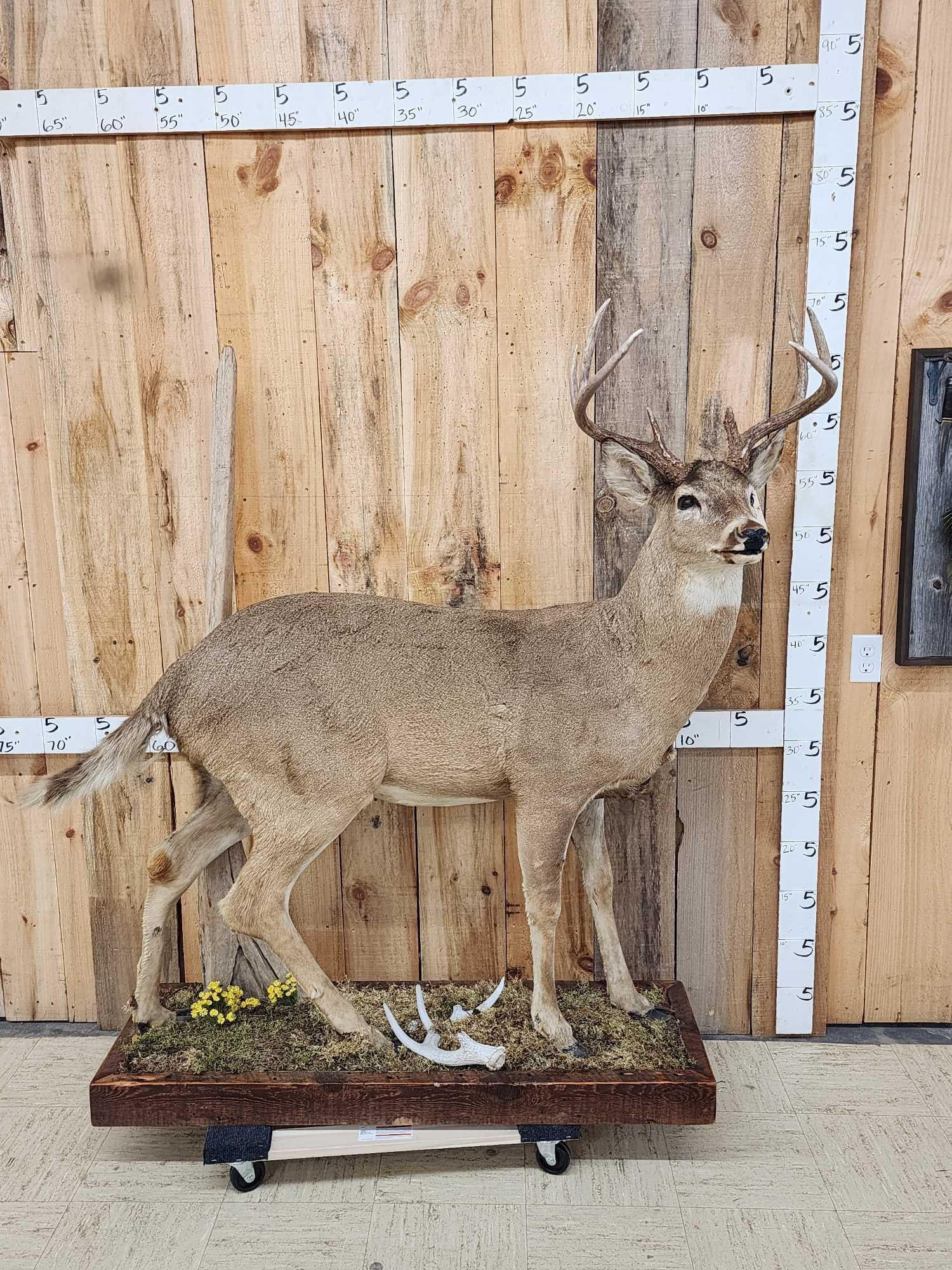 4x4 Whitetail Full Body Taxidermy Mount Auction