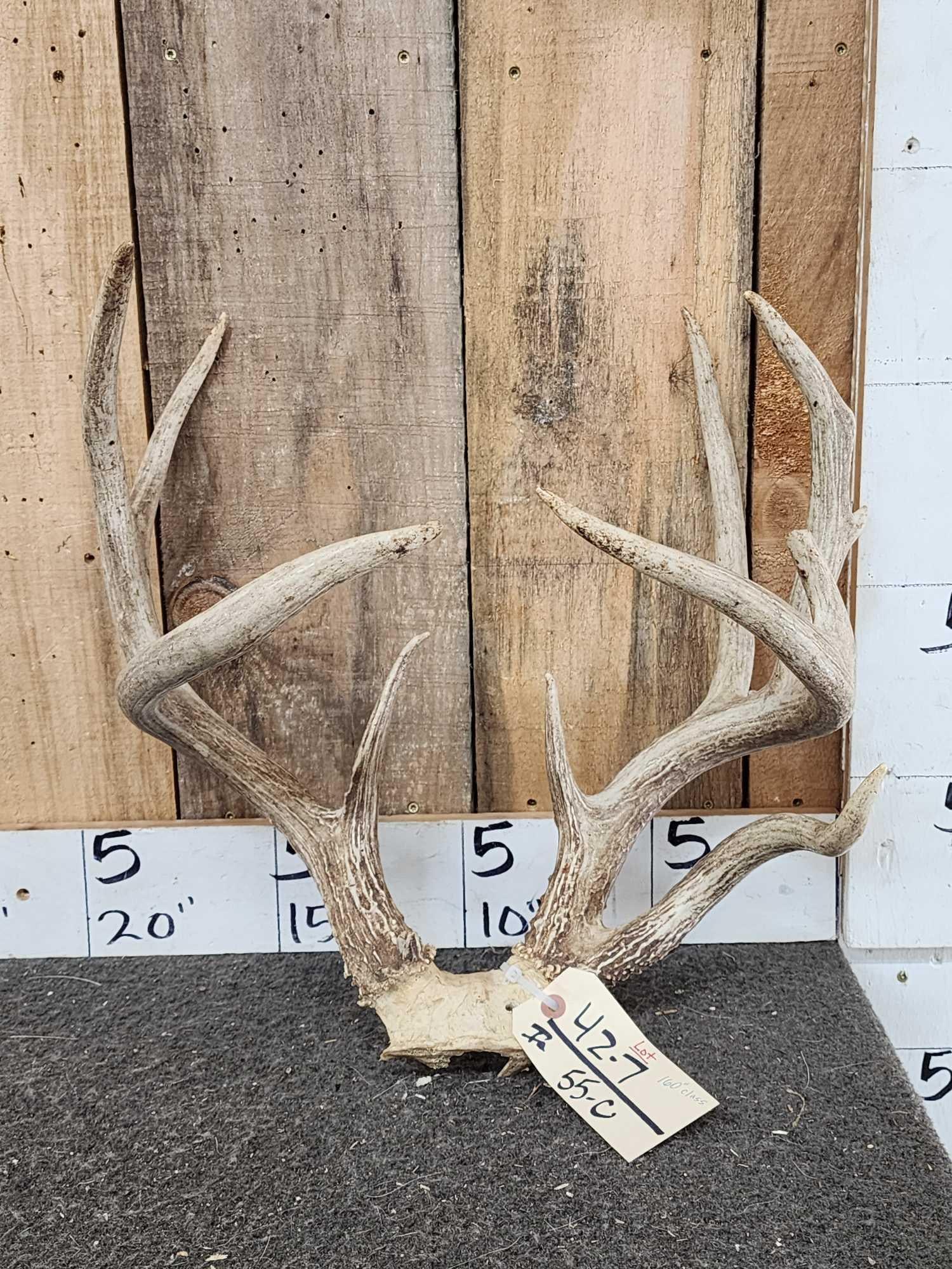 160 Class Double Main Beam Whitetail Antlers On Skull Plate Auction