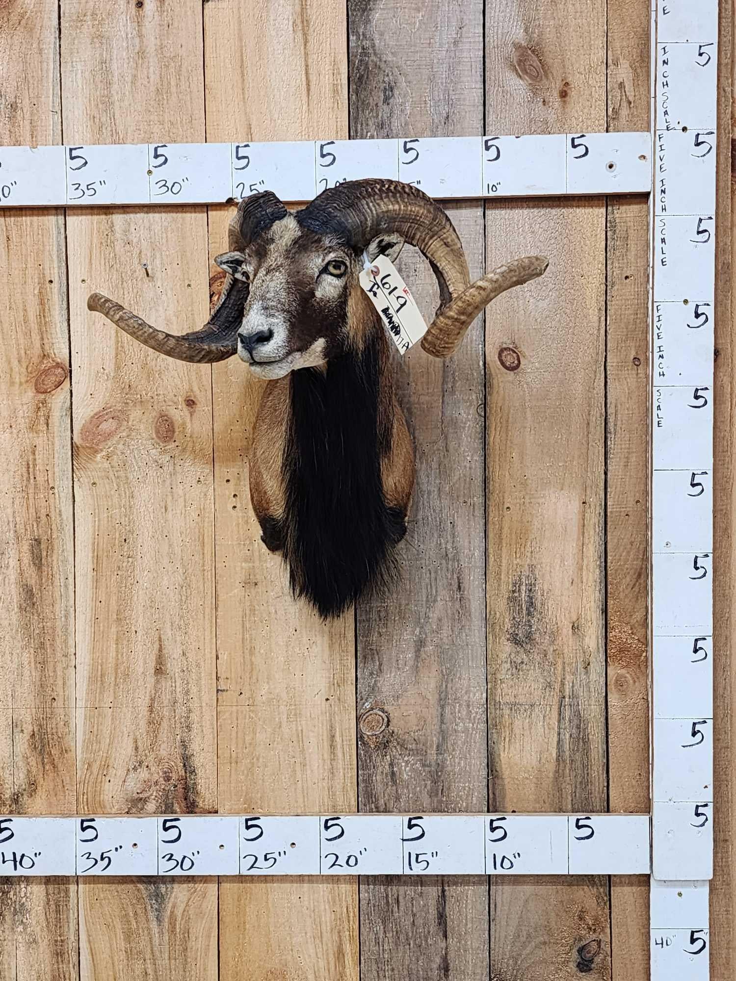 Mouflon Ram Sheep Shoulder Mount Taxidermy Auction