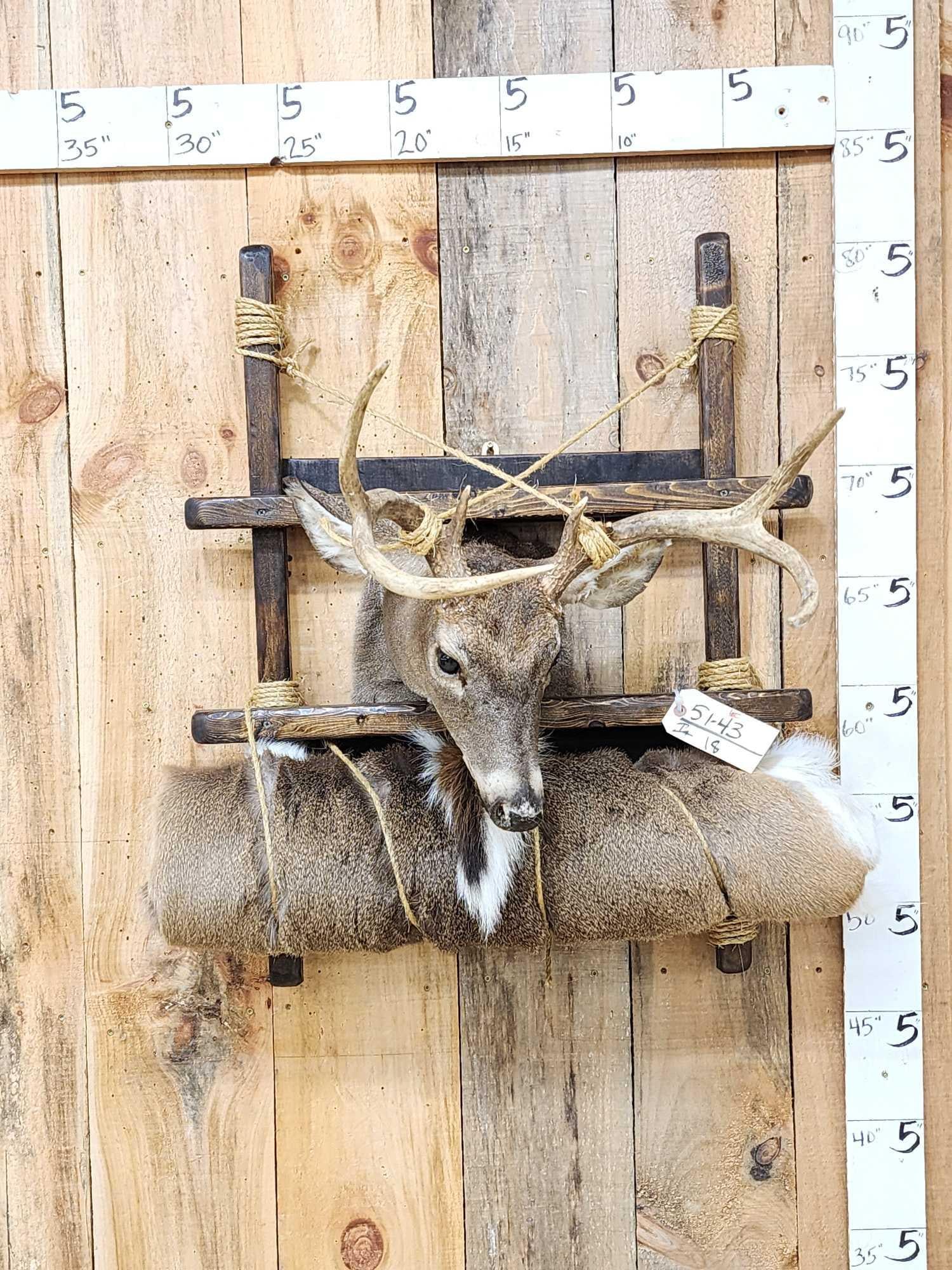 Whitetail Pack Out Back Pack Mount Taxidermy Auction