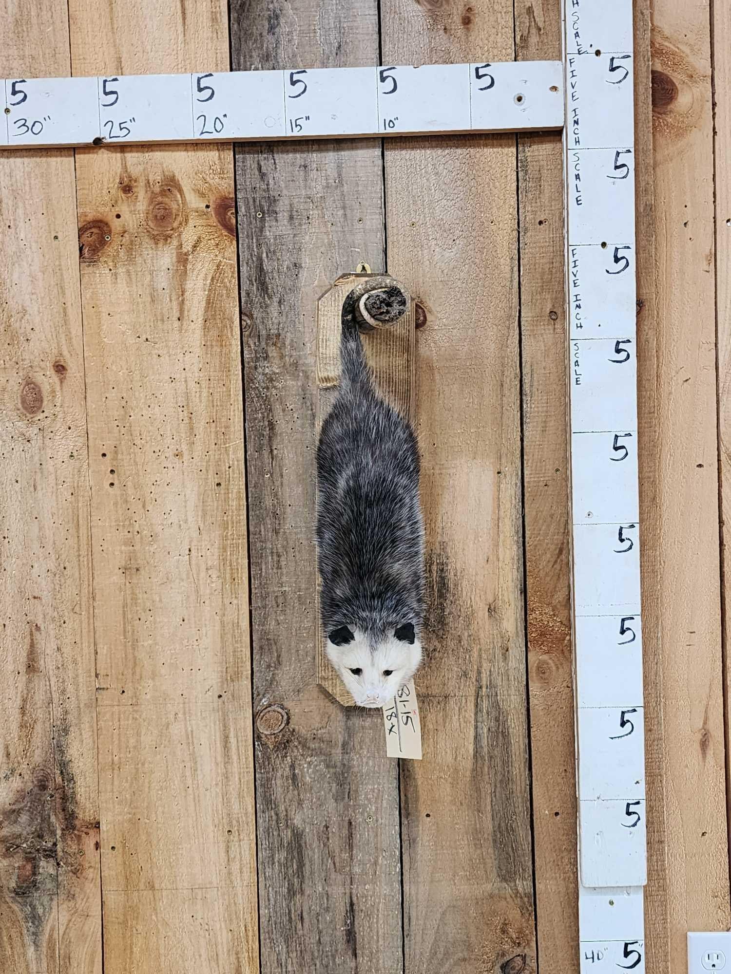 Opossum Hanging By It's Tail Taxidermy Mount Auction