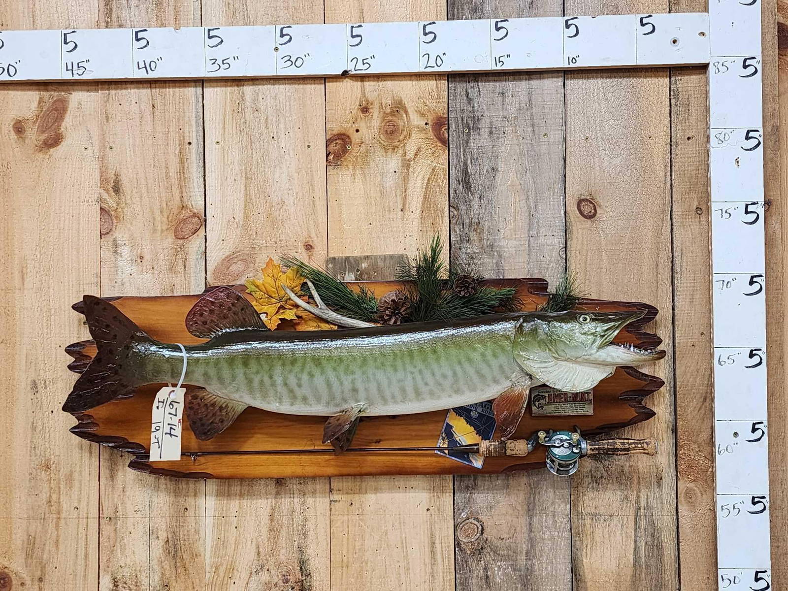 38" Muskie Real Skin Fish Taxidermy Auction