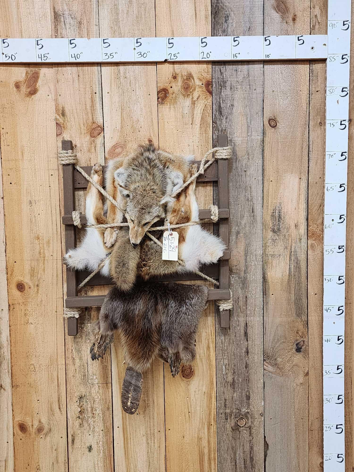 Fur Trappers Pack Mount Taxidermy Auction