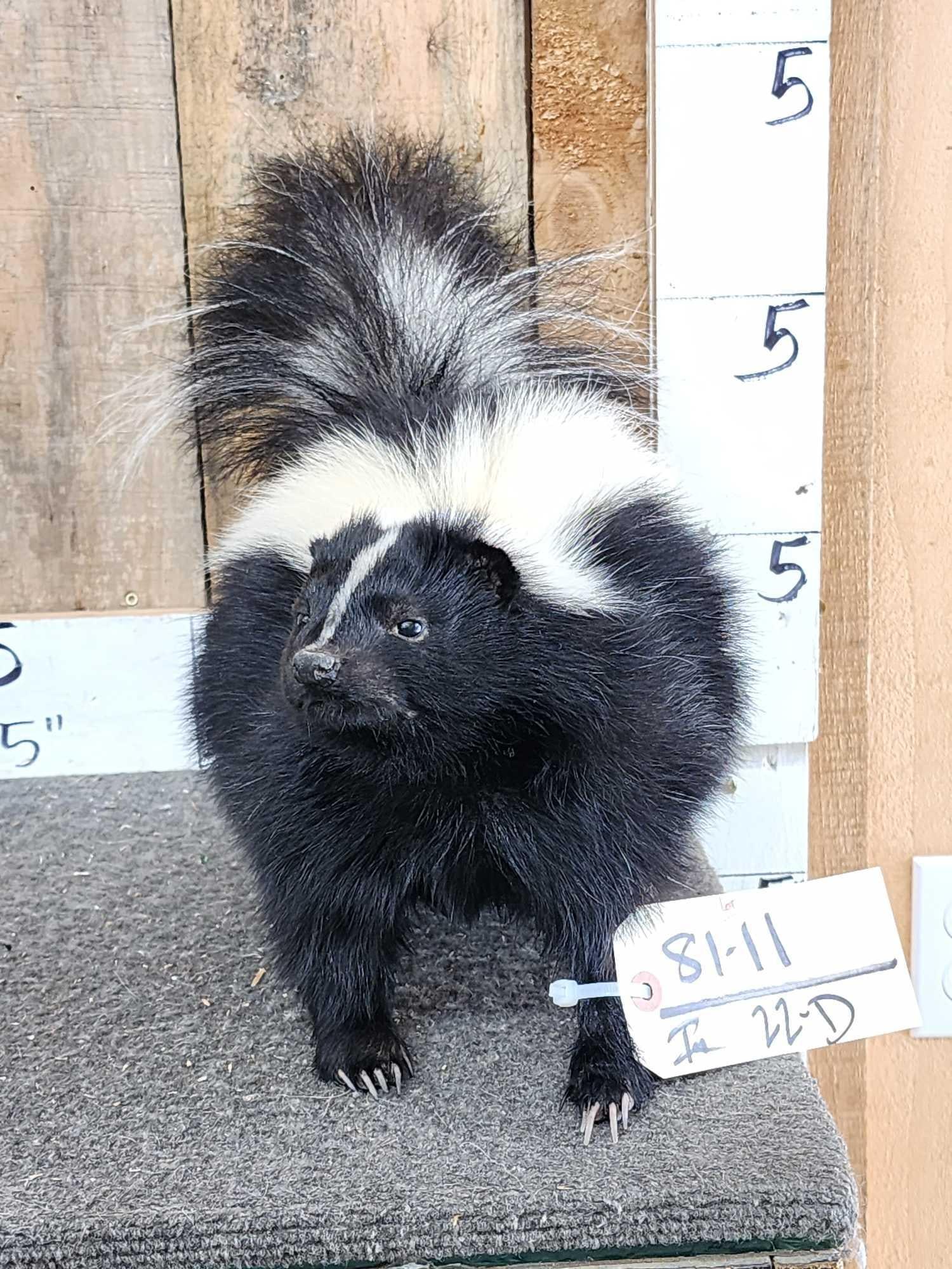 Skunk Full Body Taxidermy Mount Auction