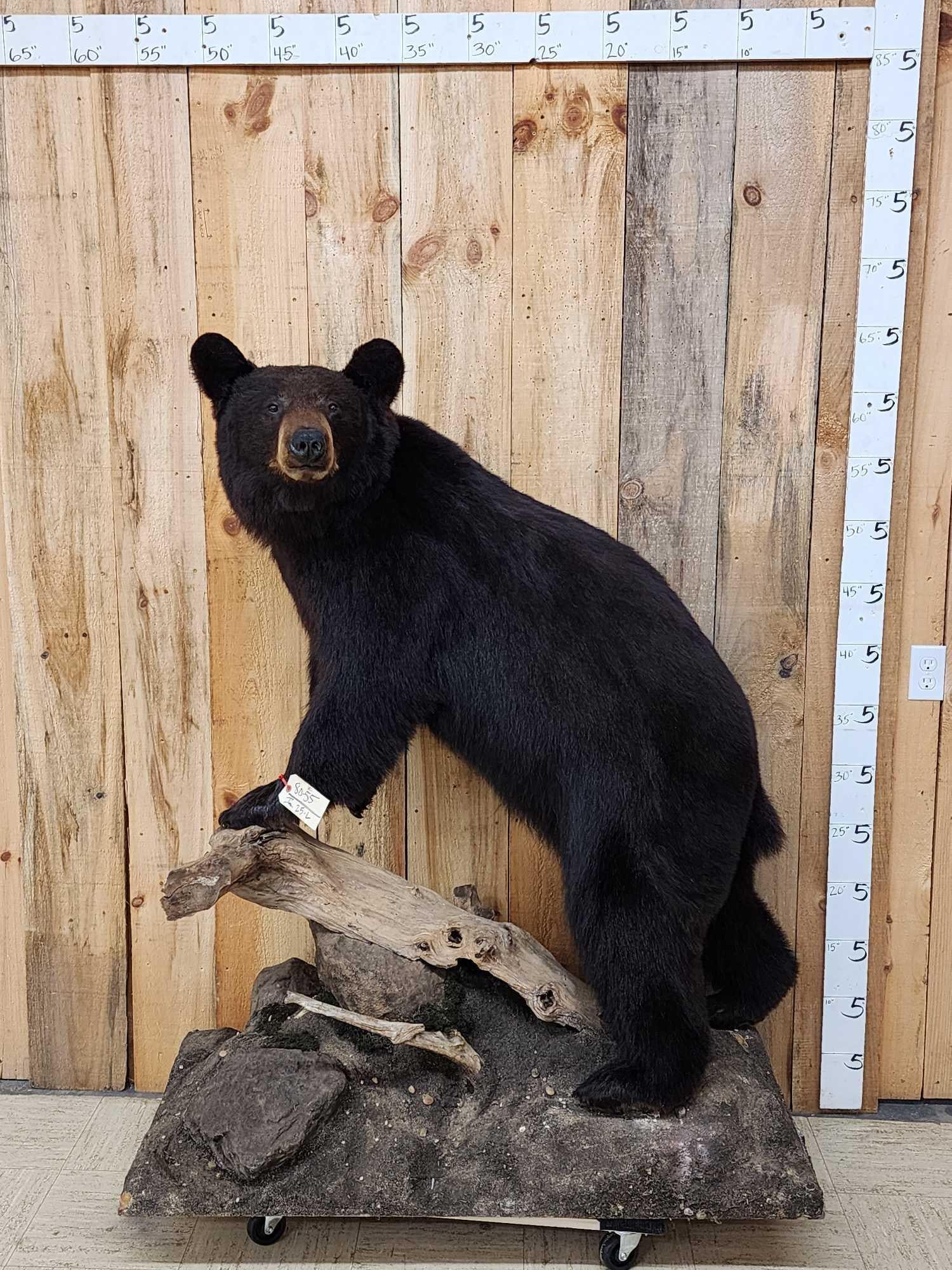 Black Bear Full Body Taxidermy Mount Auction